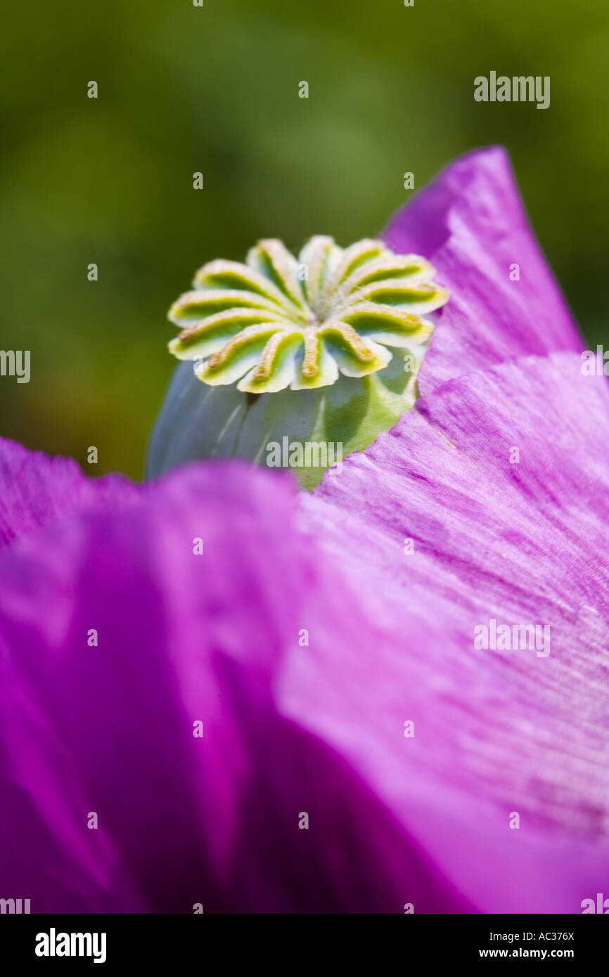 opium poppy (Papaver somniferum), flower and capsule Stock Photo - Alamy