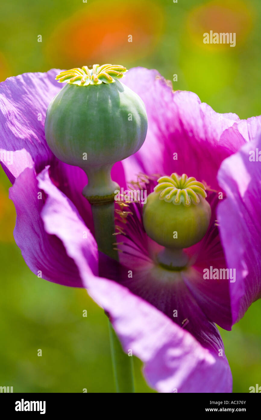 opium poppy (Papaver somniferum), flower and capsules Stock Photo - Alamy