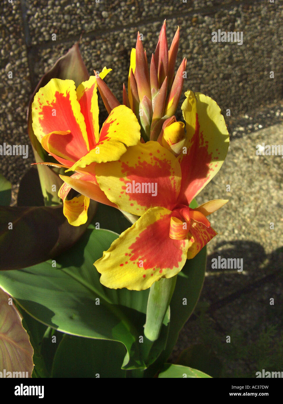 Indian shot, canna, poloke (Canna indica), blooming Stock Photo - Alamy