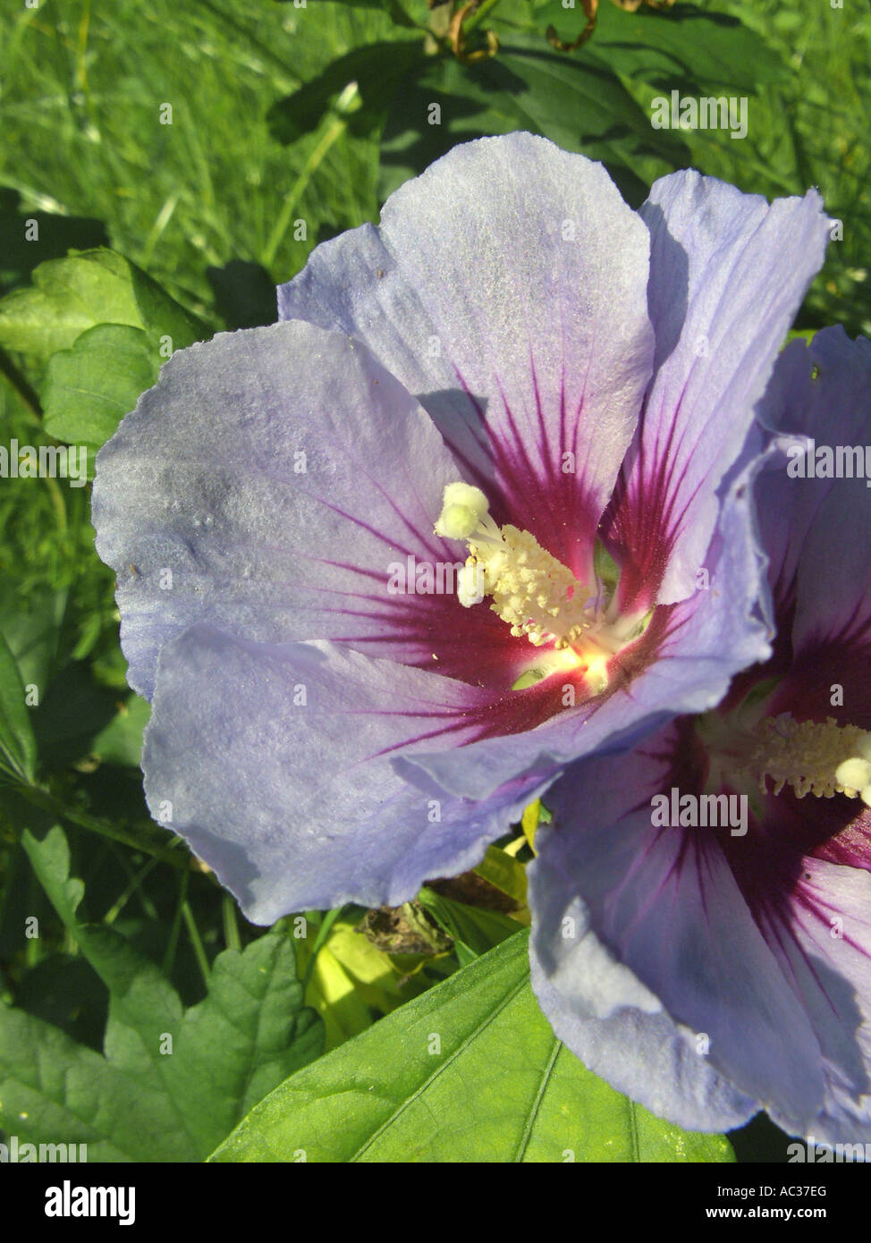 Shrubby Althaea Rose Of Sharon Hibiscus Syriacus Flower National