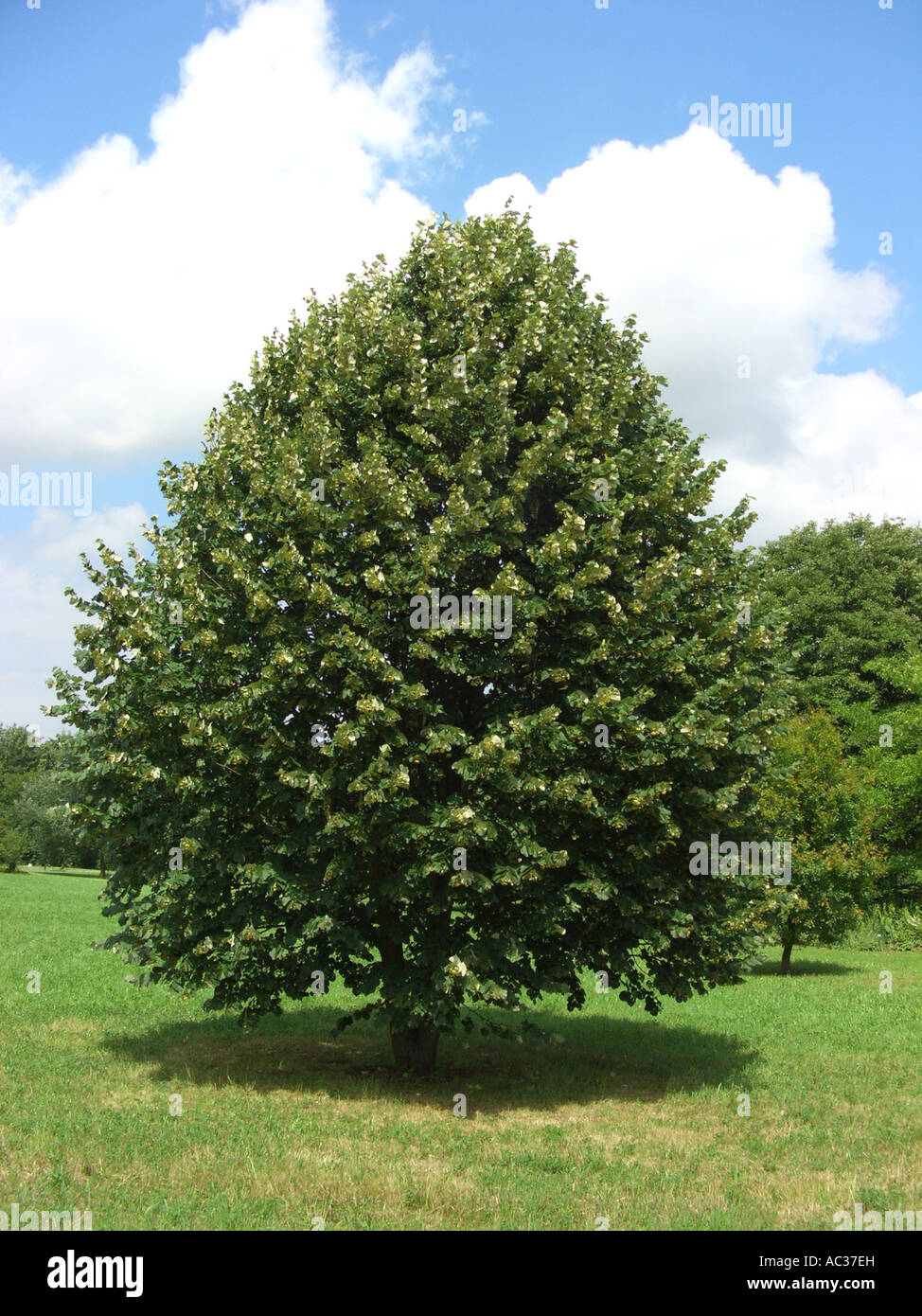 Silver linden tree hi-res stock photography and images - Alamy