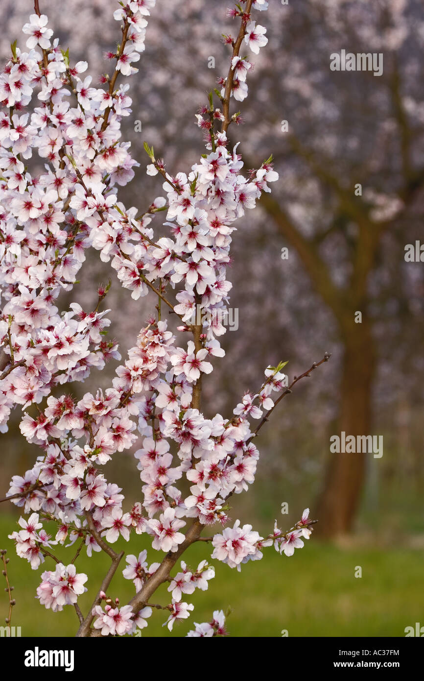 Bitter Almond Prunus Amygdalus Twigs High Resolution Stock Photography ...