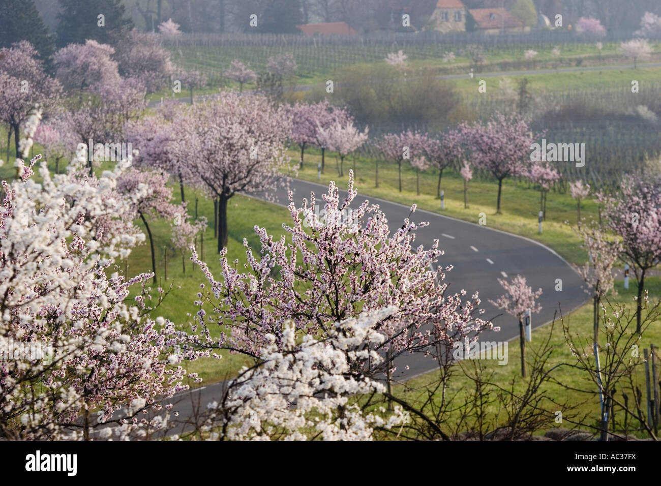 bitter almond (Prunus amygdalus), avenue from Bitter almond tree in ...