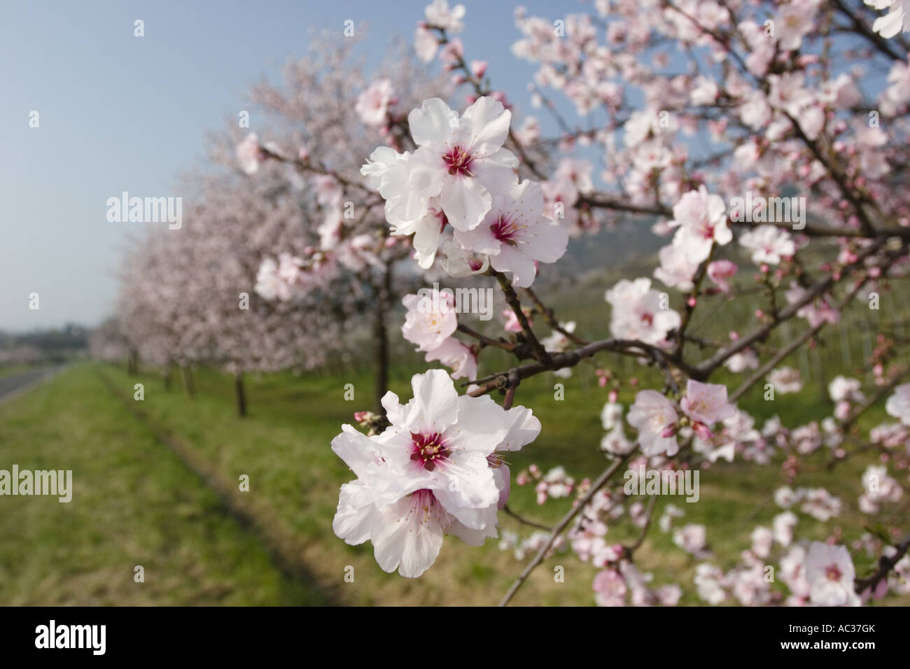 bitter almond (Prunus amygdalus), flowering twig in front of tree row ...