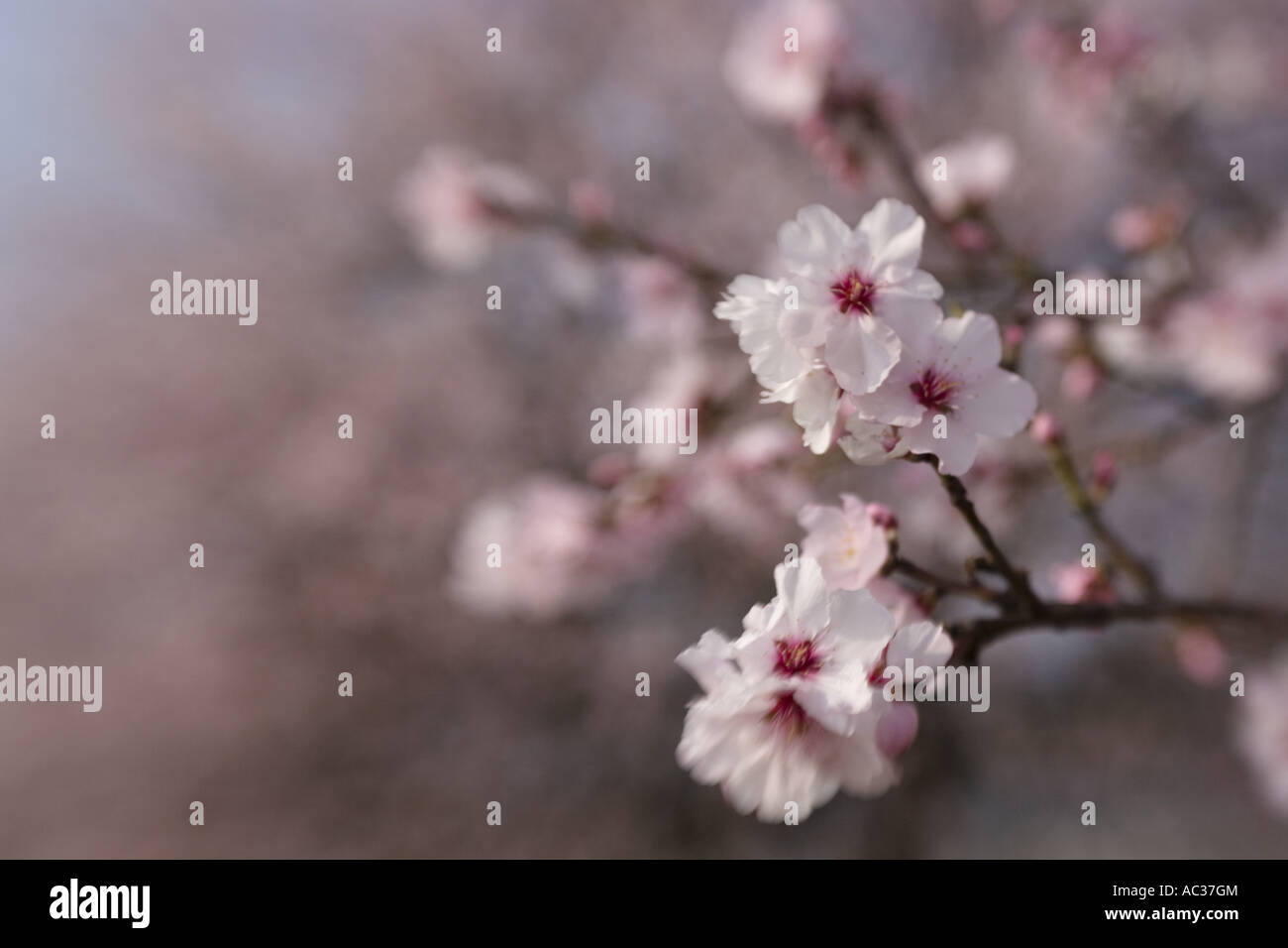 Almond leaved pear tree hi-res stock photography and images - Alamy