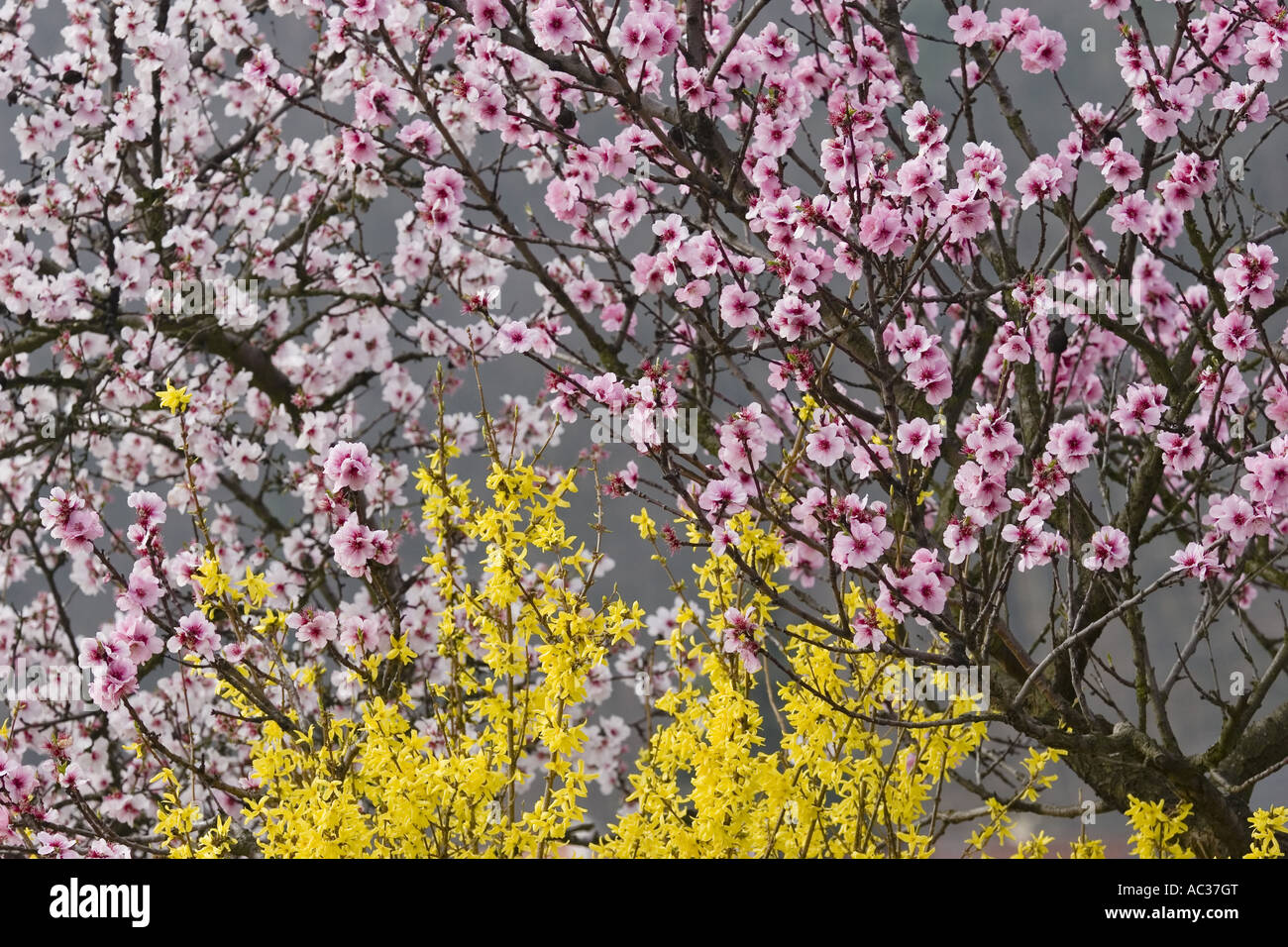 Forsythia fruit hi-res stock photography and images - Alamy