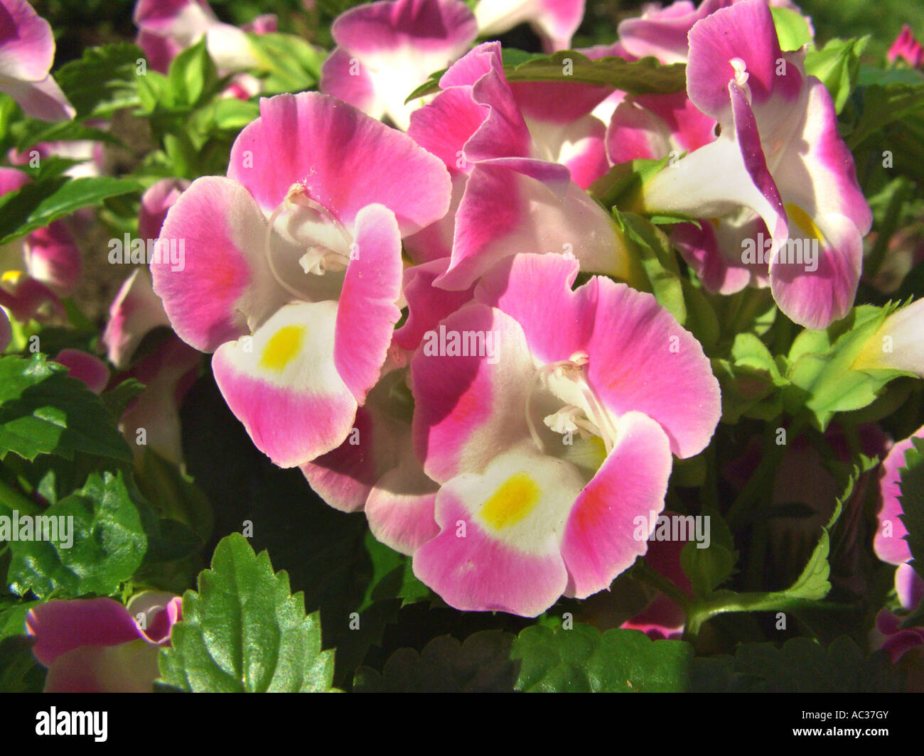 Bluewings, Wishbone Flower (Torenia fournieri 'Rose', Torenia fournieri ...