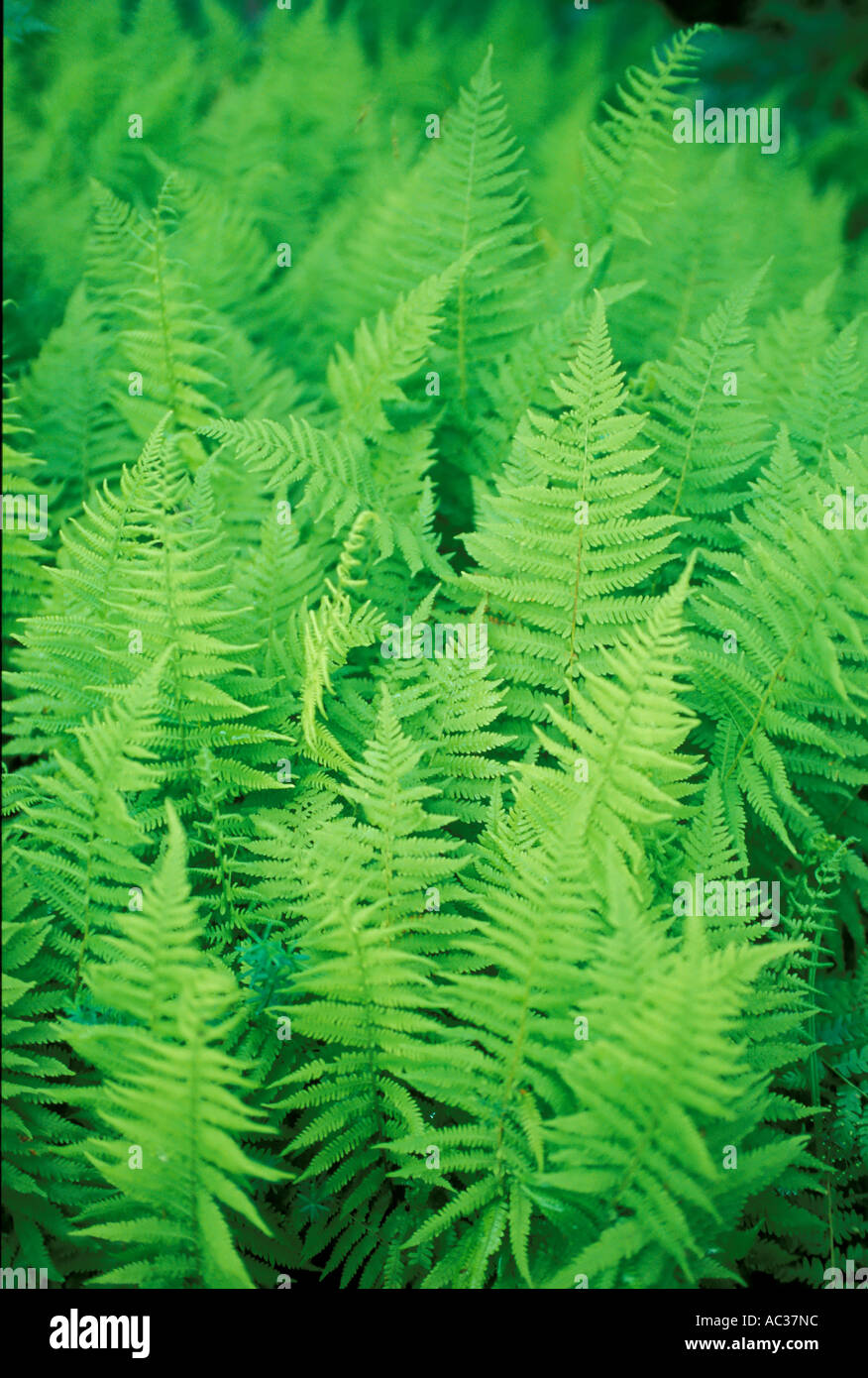 Grow ferns hi-res stock photography and images - Alamy