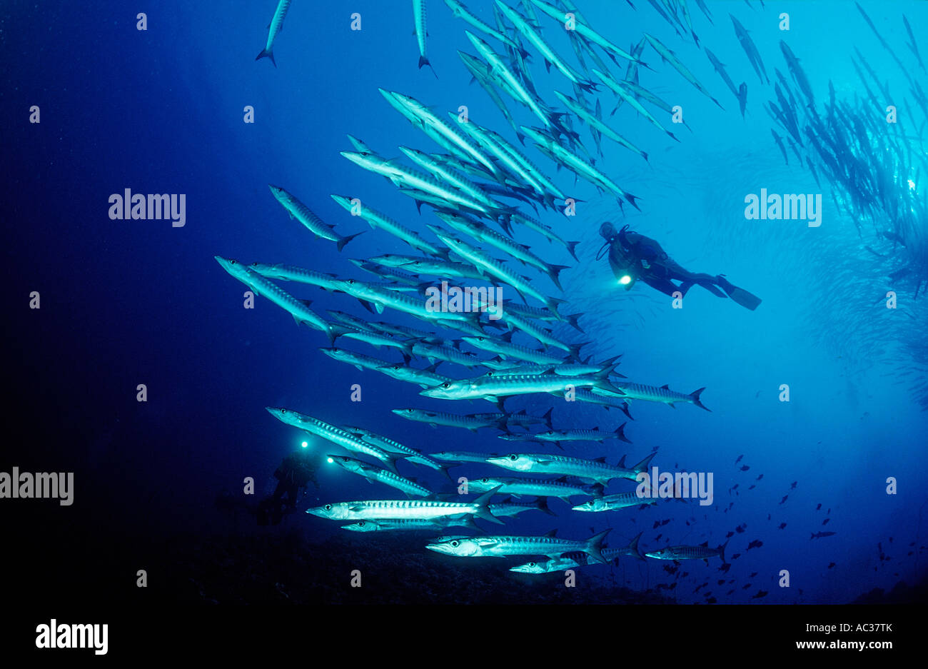 Schools Of Barracuda High Resolution Stock Photography and Images - Alamy