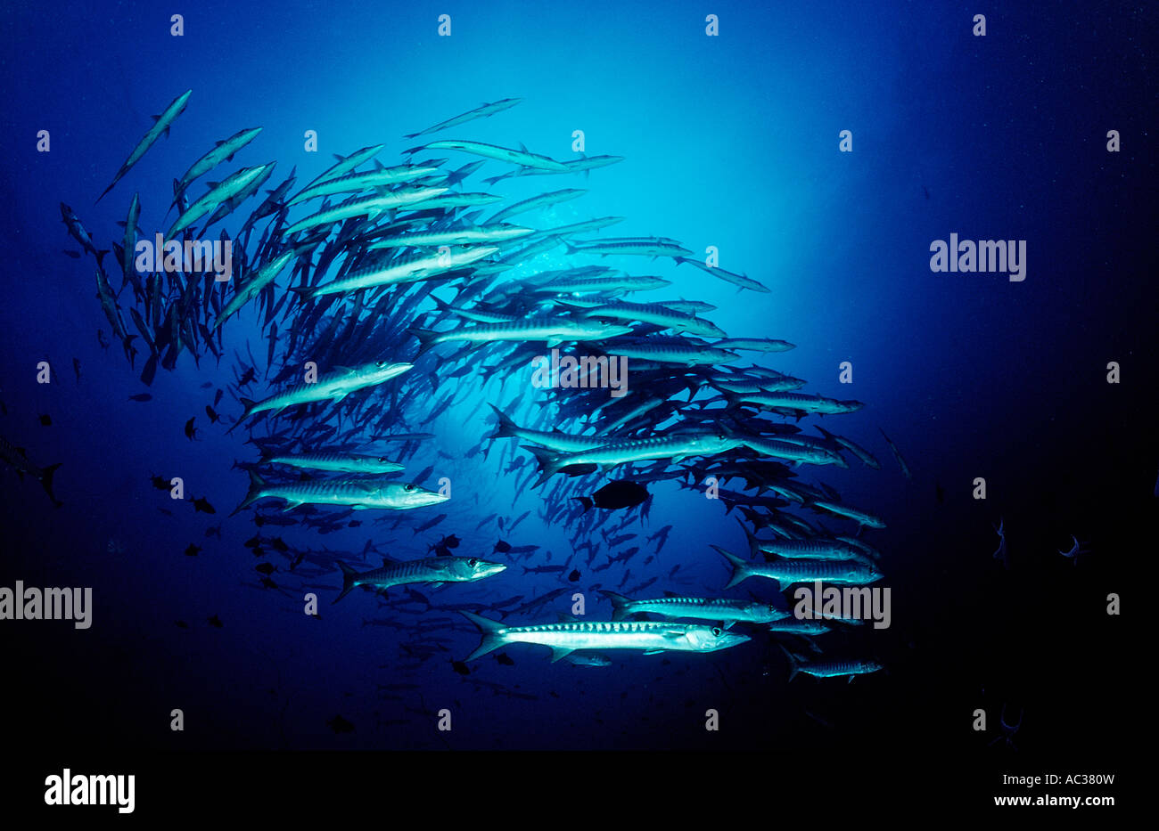 Schools of barracuda hi-res stock photography and images - Alamy