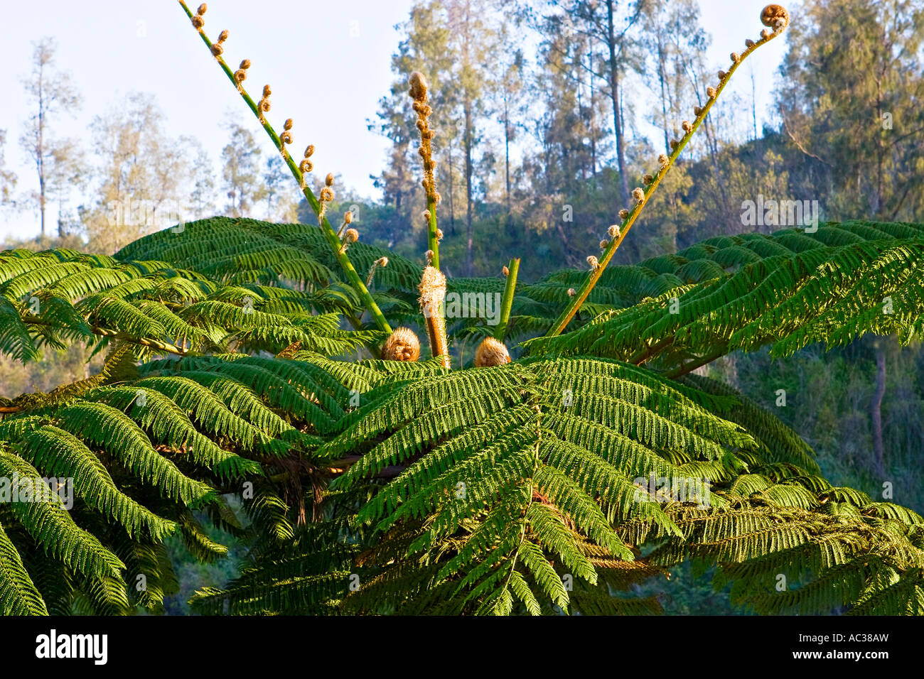 Fern Tree, Java, Indonesia, Asia Stock Photo - Alamy