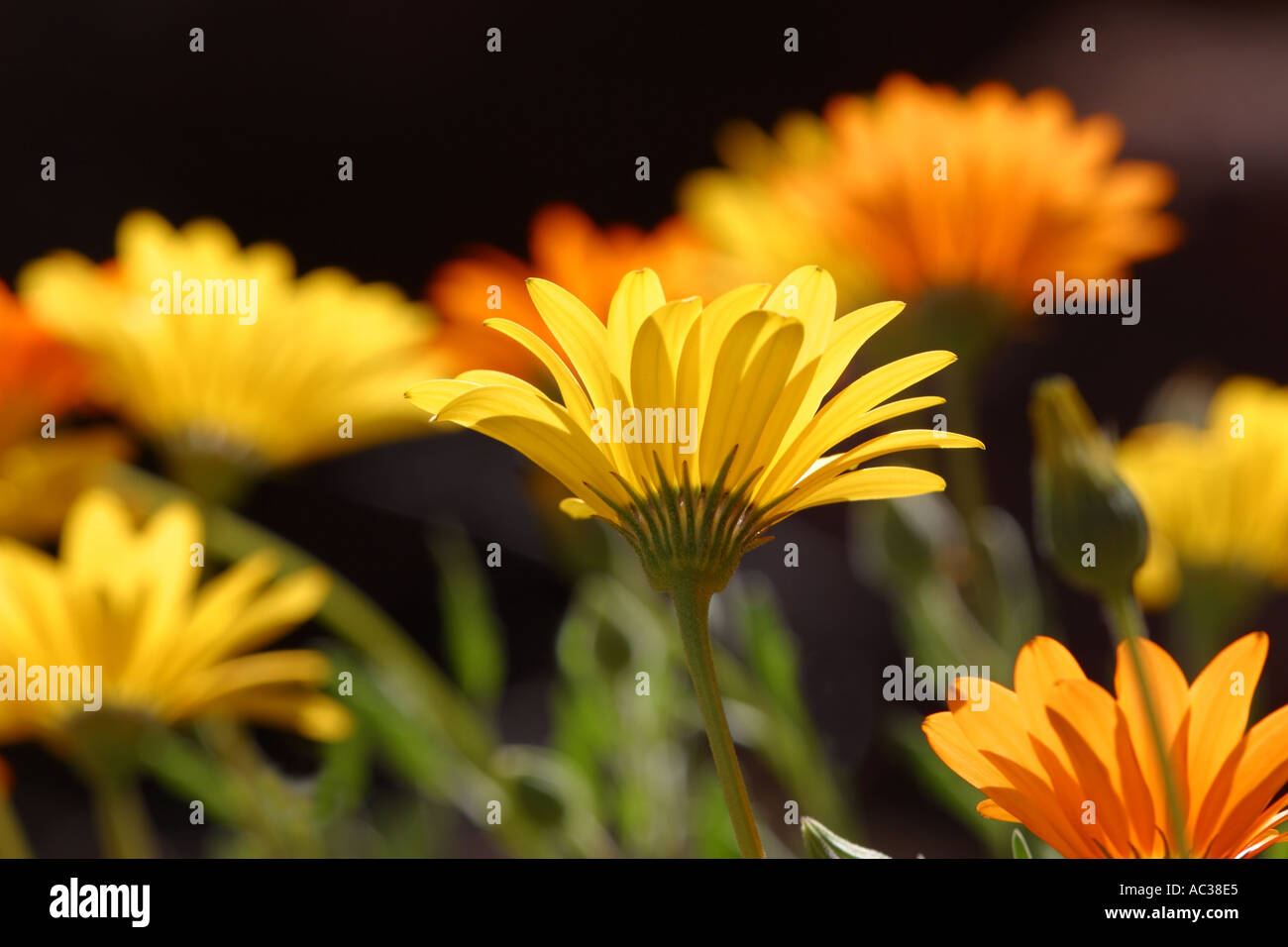 Daisy flowers namaqualand Stock Photo - Alamy