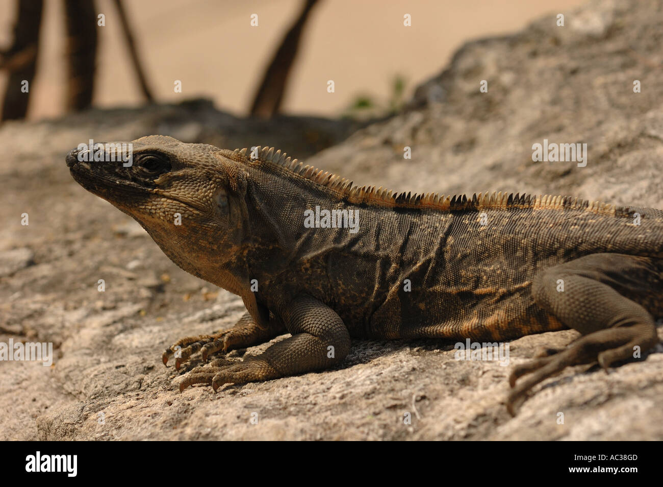 Lizards of mexico hi-res stock photography and images - Alamy