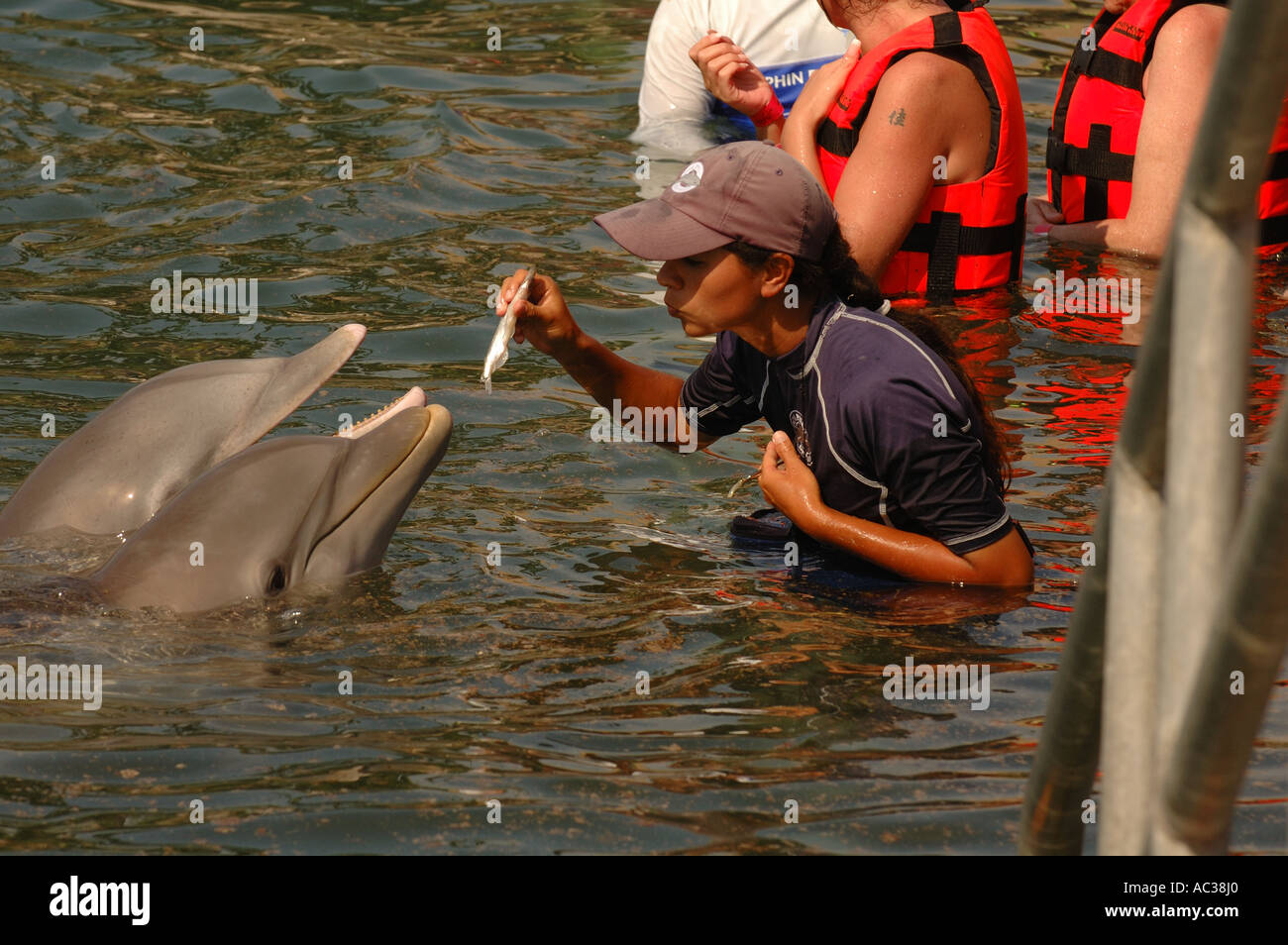 A trainer feeds fish to dolphins in Mexico Stock Photo - Alamy