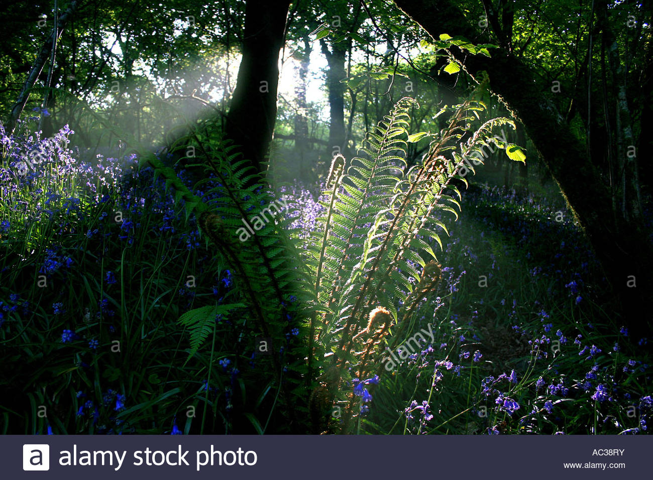 Budding Tree Fern High Resolution Stock Photography and Images - Alamy