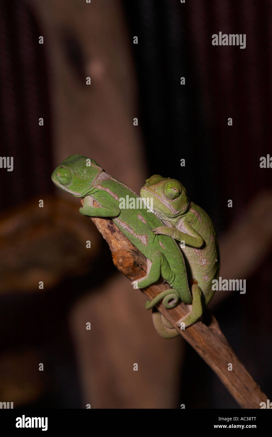 Veiled Chameleon Baby