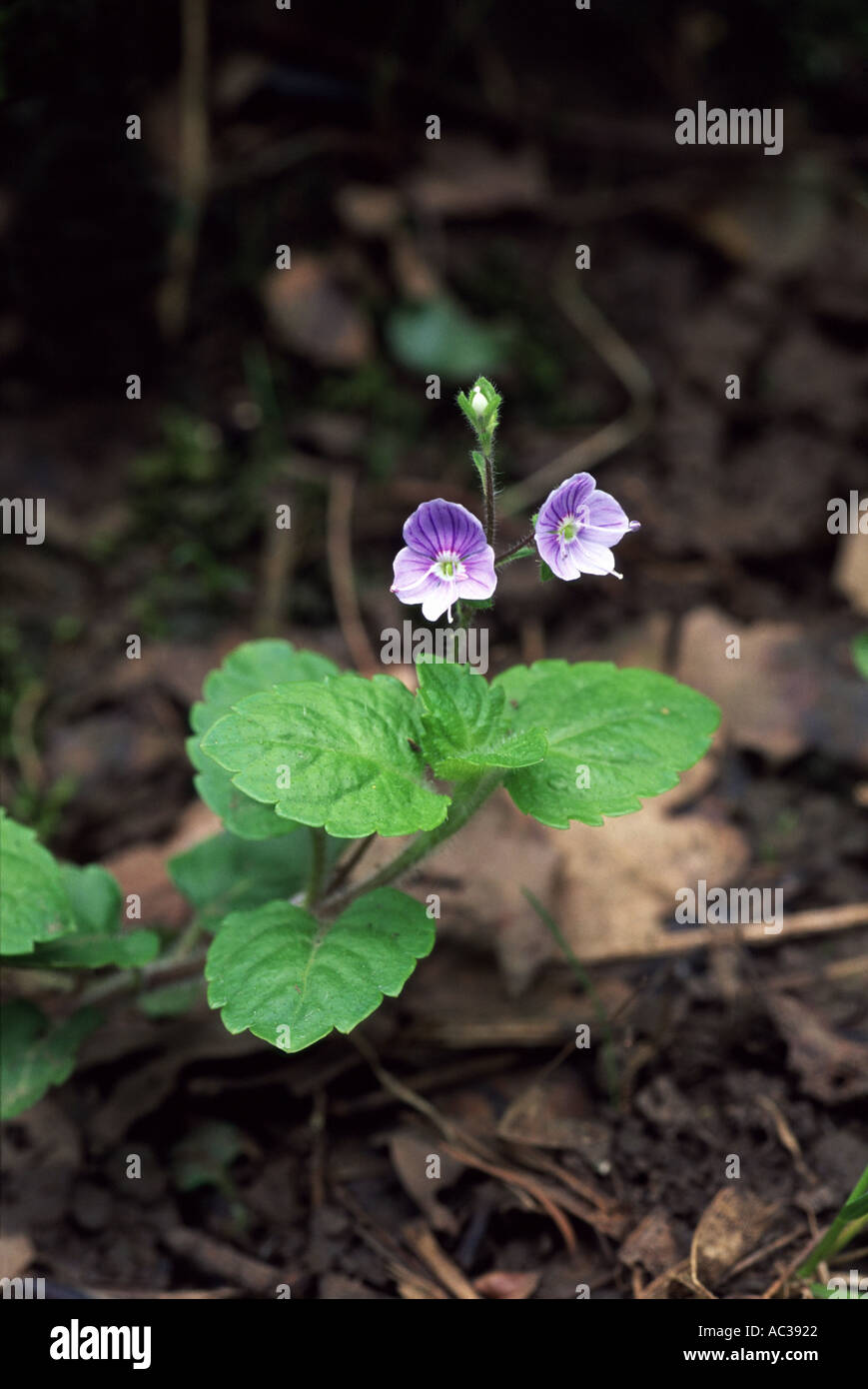 Wood Speedwell Veronica montana Stock Photo - Alamy