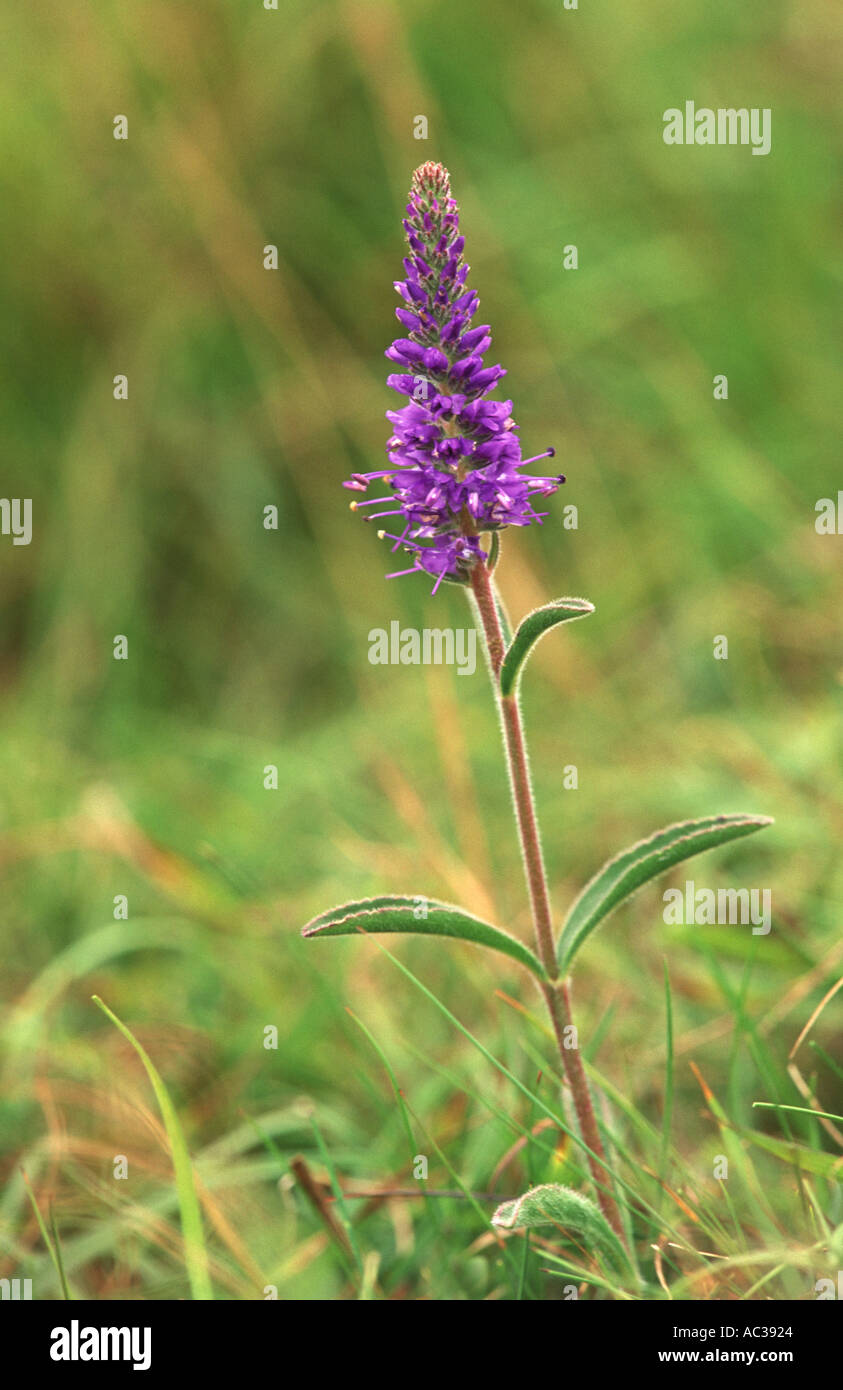 Spiked Speedwell Veronica spicata Stock Photo - Alamy