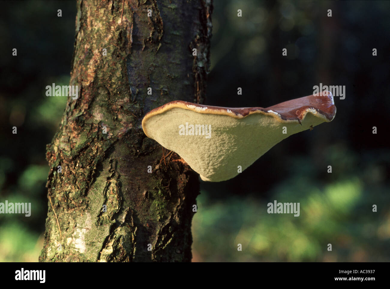 Birch Polypore Piptoporus betulinus Stock Photo - Alamy
