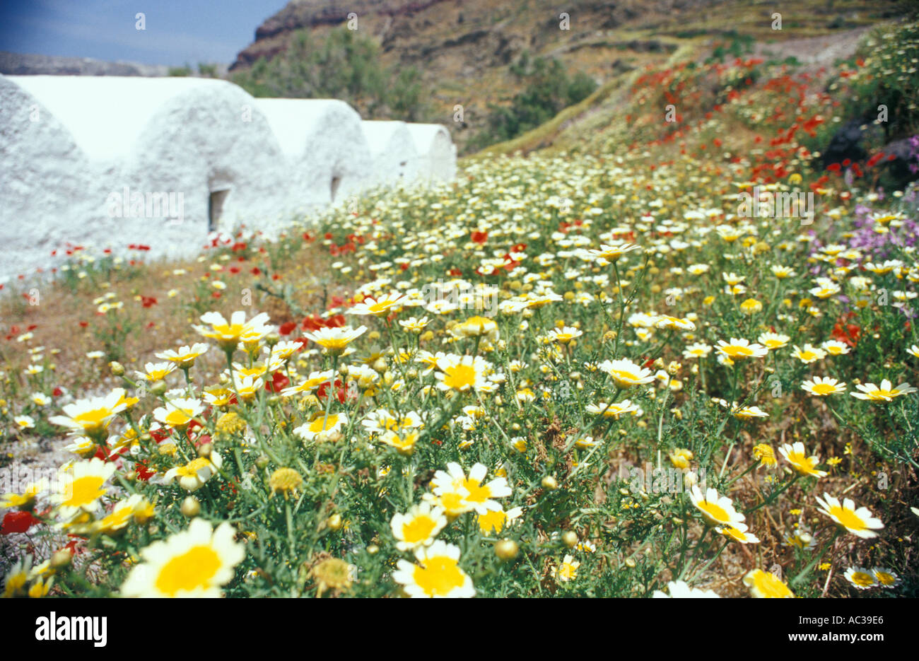 Spring flowers on meadow hi-res stock photography and images - Alamy