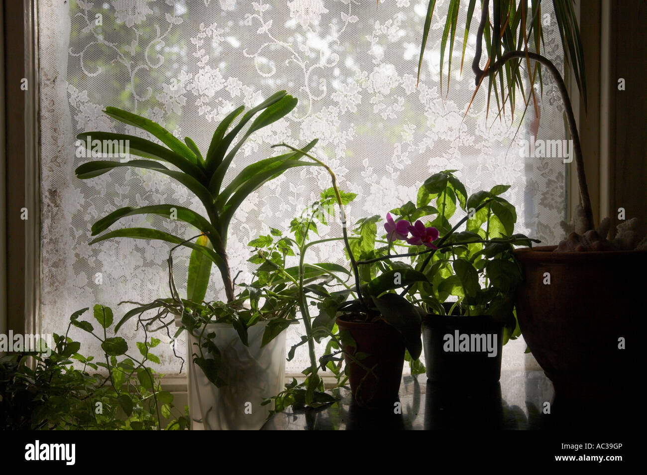 Plants getting some sun in the window Stock Photo - Alamy