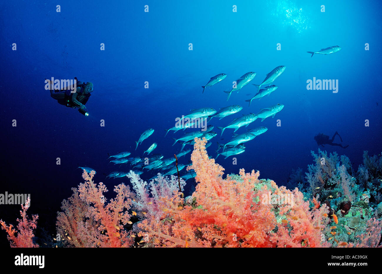 Scuba diver and coral reef Acropora divaricata Sudan Africa Red Sea ...