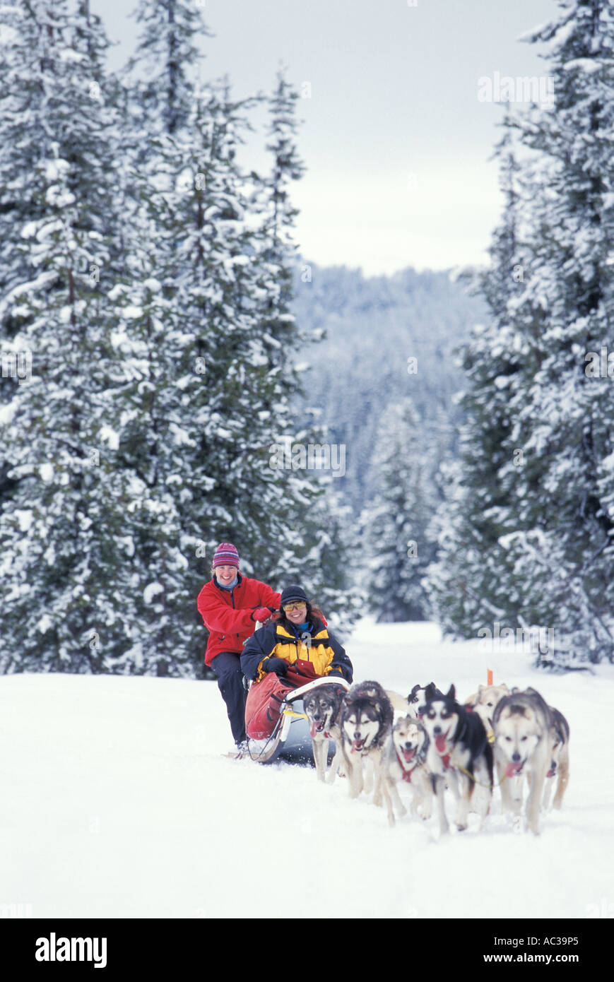 Two People Dog Sledding Stock Photo - Alamy