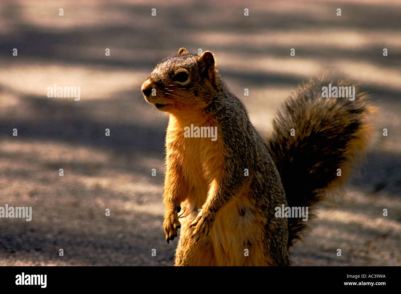Stationary Squirrel High Resolution Stock Photography and Images - Alamy