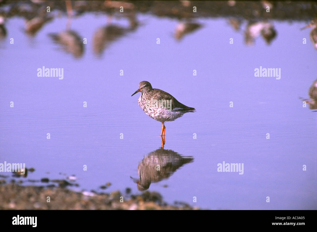 Red shank bird hi-res stock photography and images - Alamy