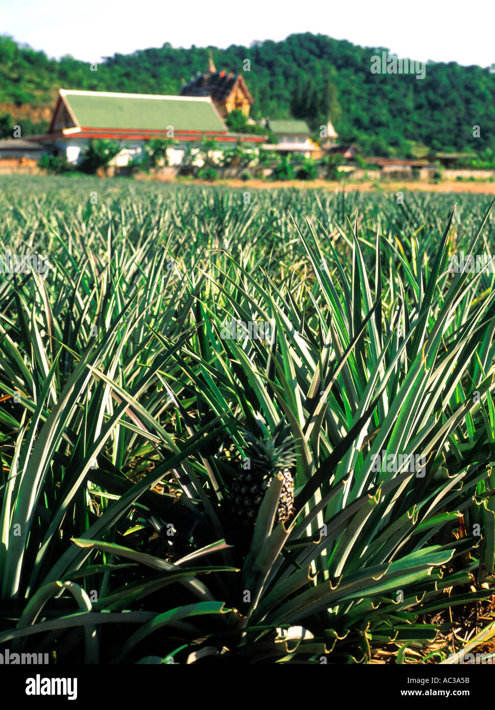 Lush pineapple plantation in rural farmland and close to the popular ...