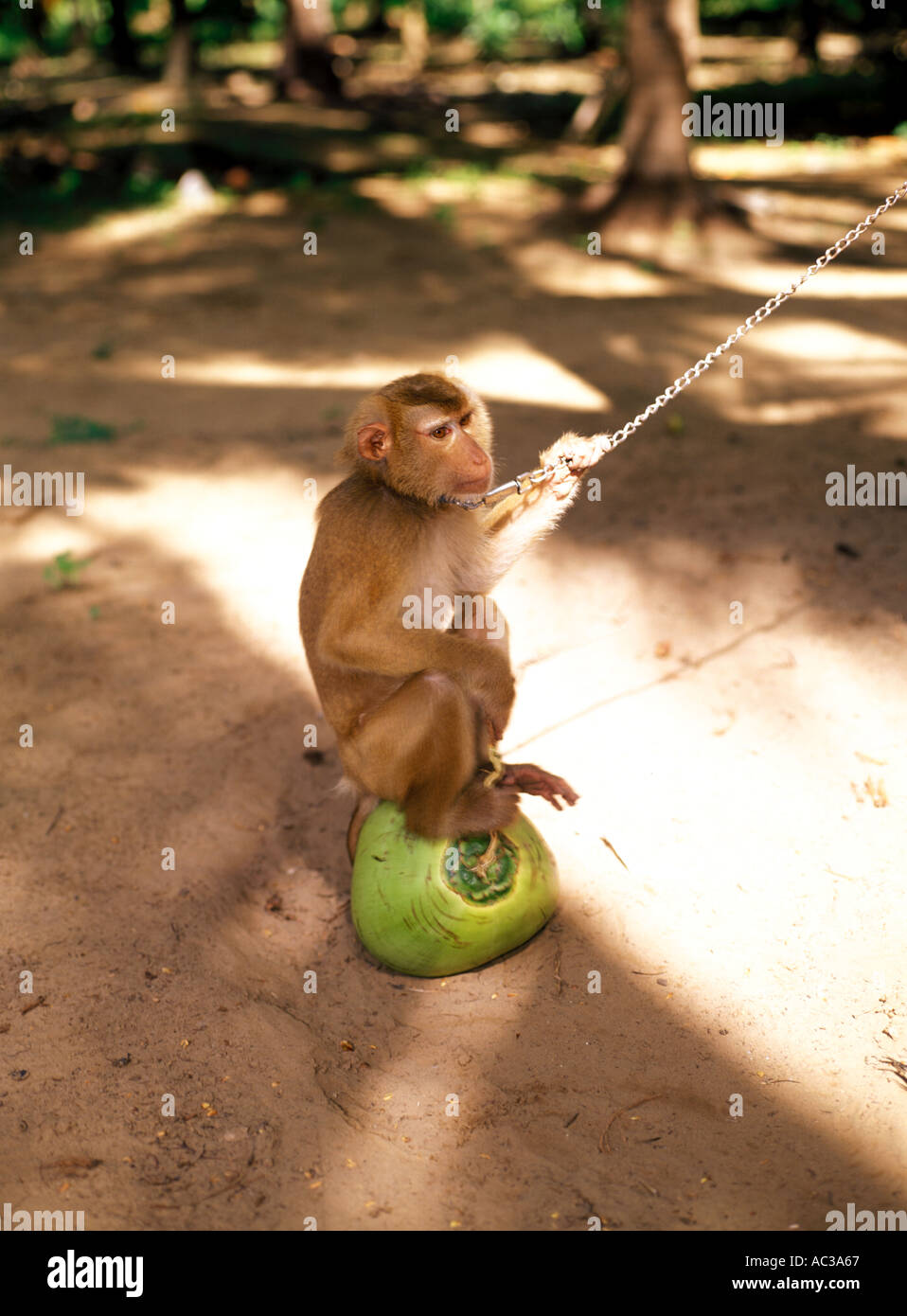 Trained monkey coconut hi-res stock photography and images - Alamy