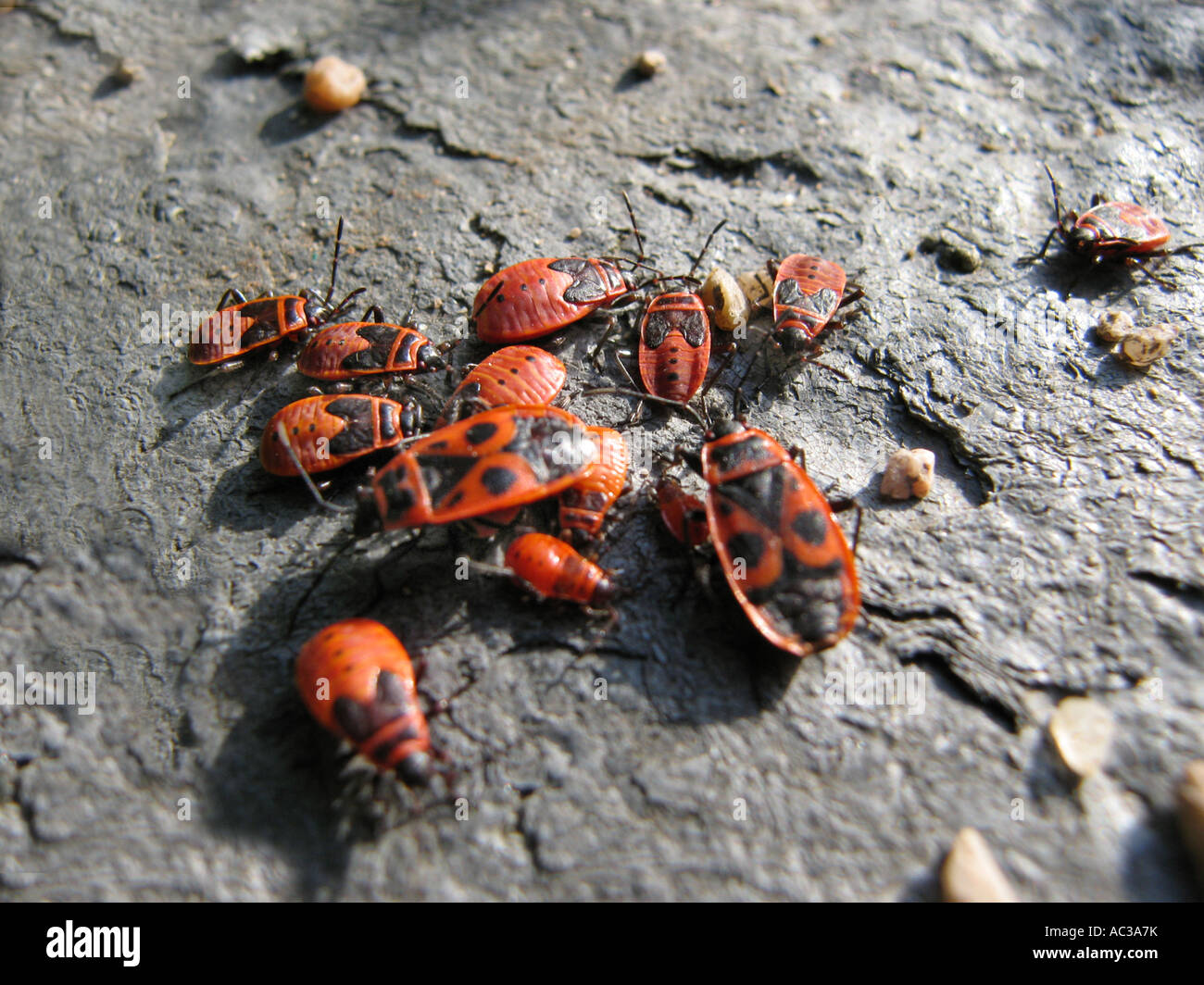 fire bugs Feuerwanzen Stock Photo - Alamy