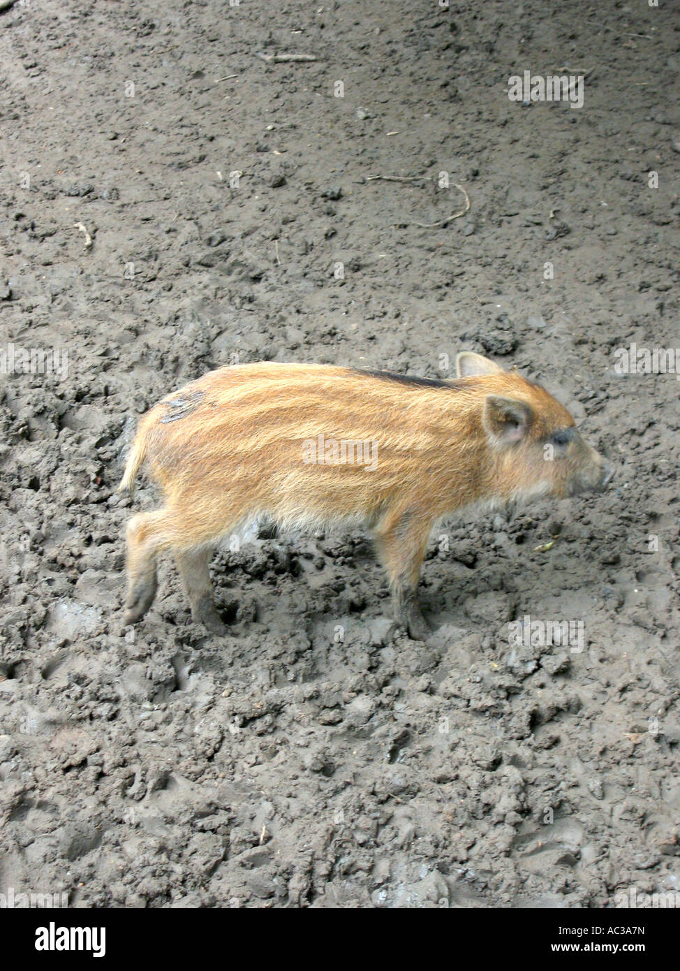 suckling boar Frischling Stock Photo - Alamy