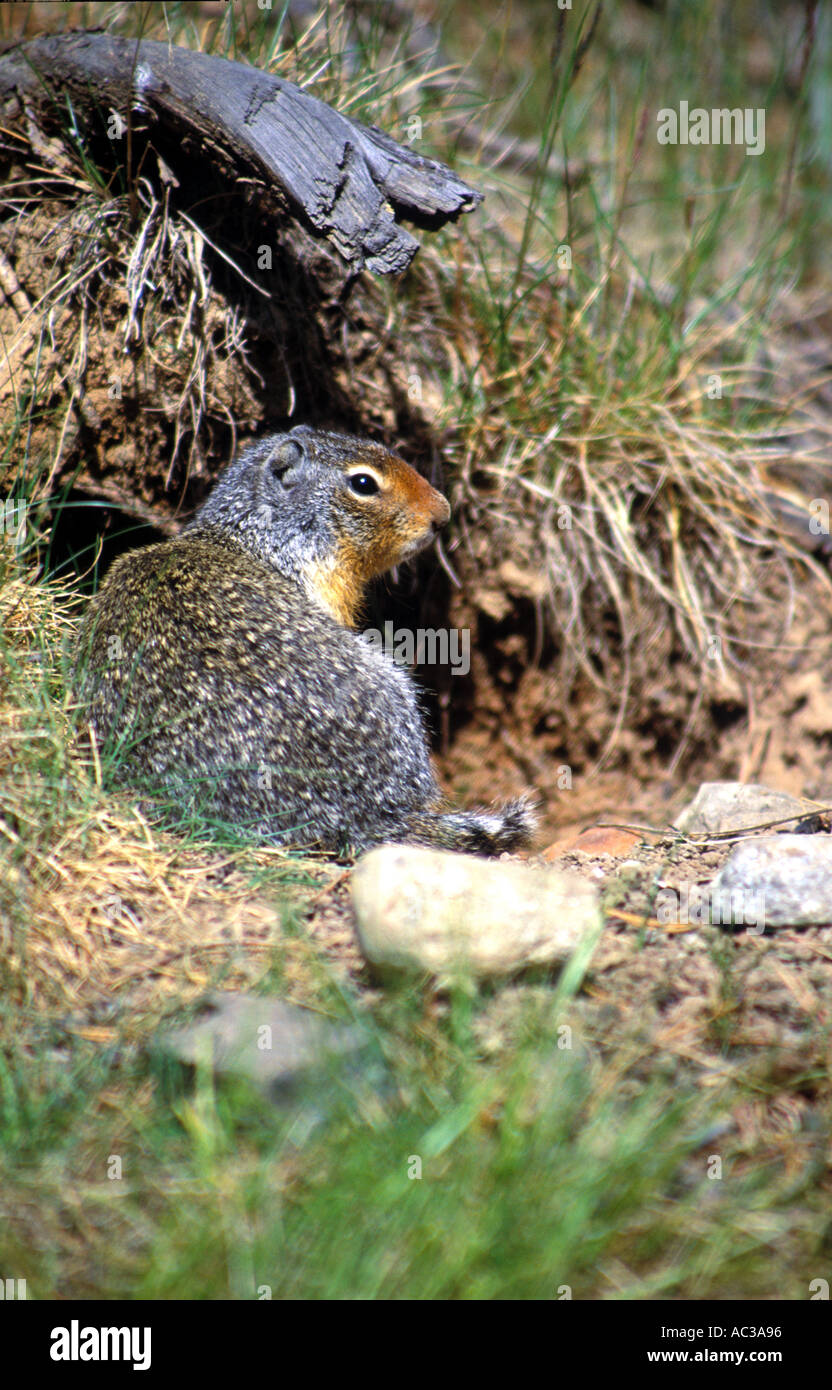 A ground squirrel or gopher looking over its shoulder as it enters it ...