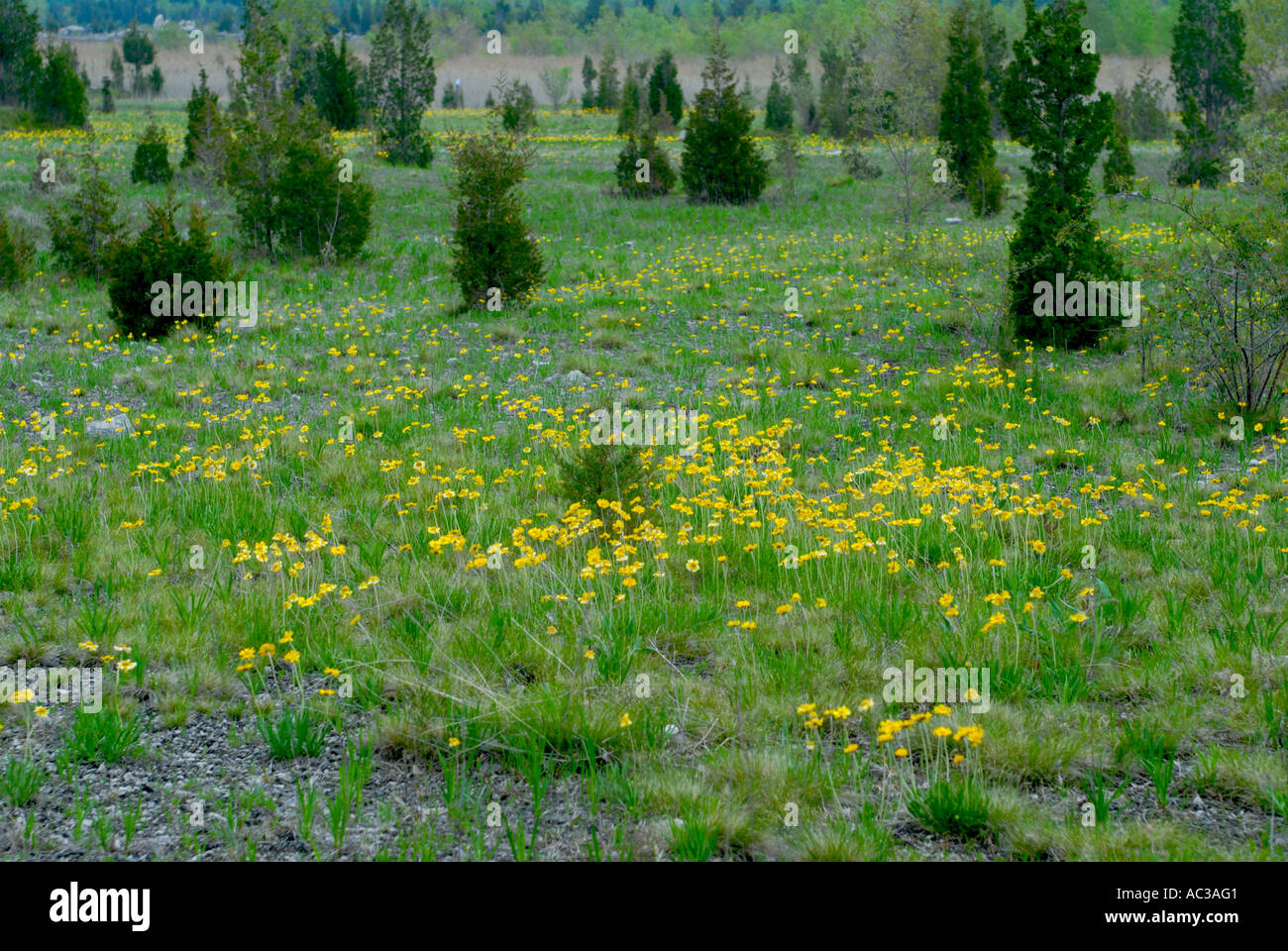 endangered Lakeside Daisy growing in Marblehead Ohio Stock Photo - Alamy