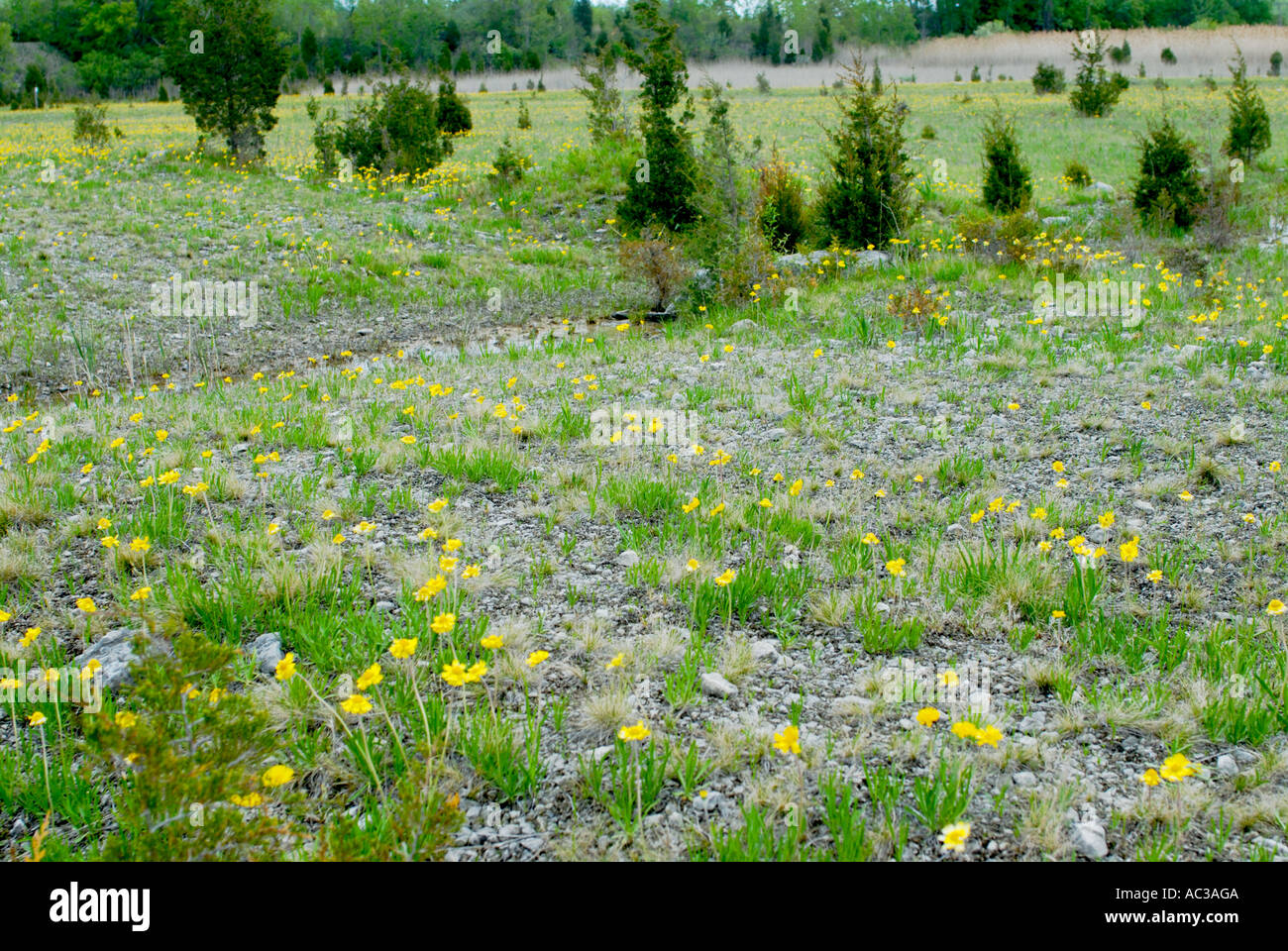 endangered Lakeside Daisy growing in Marblehead Ohio Stock Photo - Alamy
