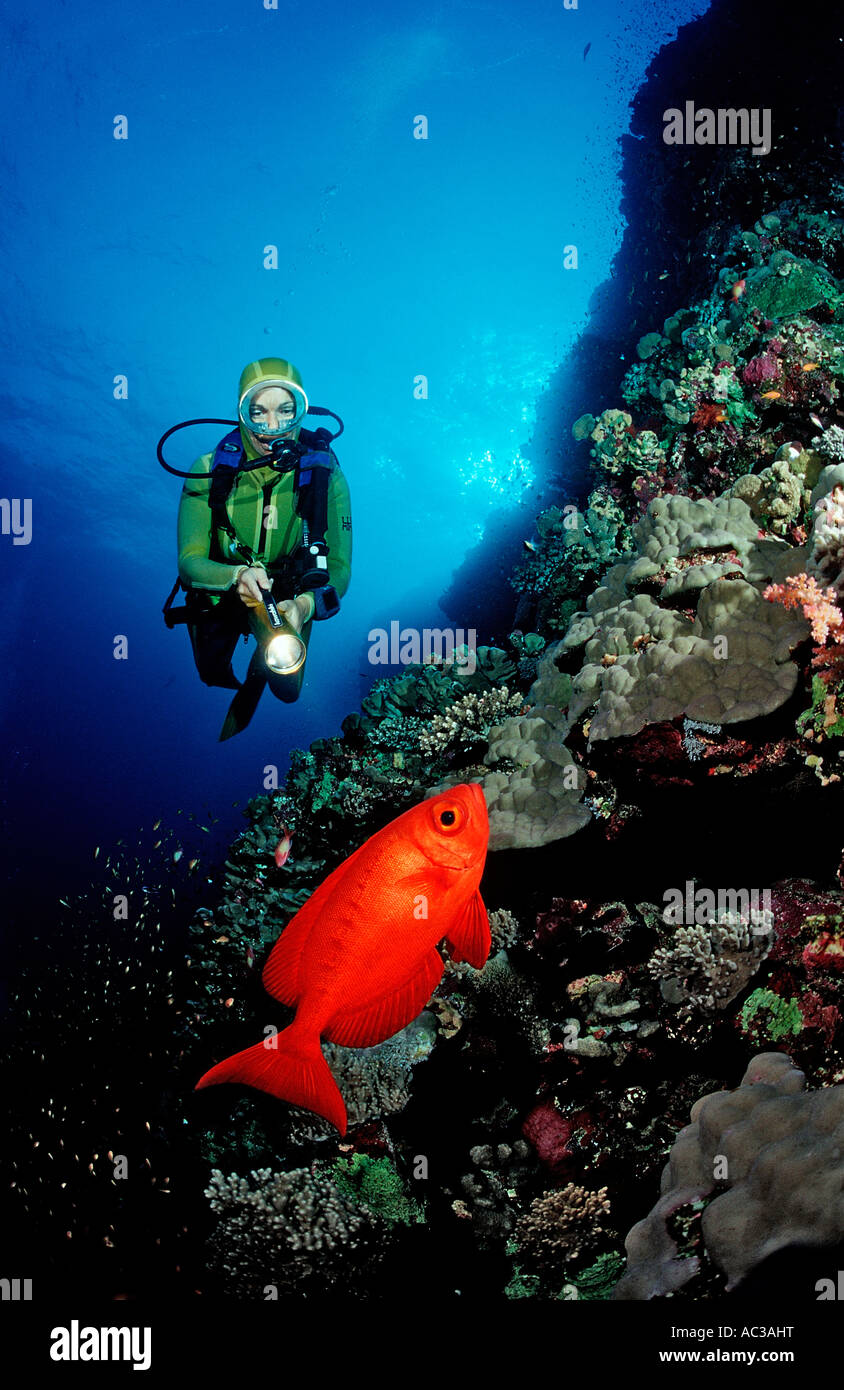 Crescent tail bigeye and scuba diver Priacanthus hamrur Egypt Red Sea ...