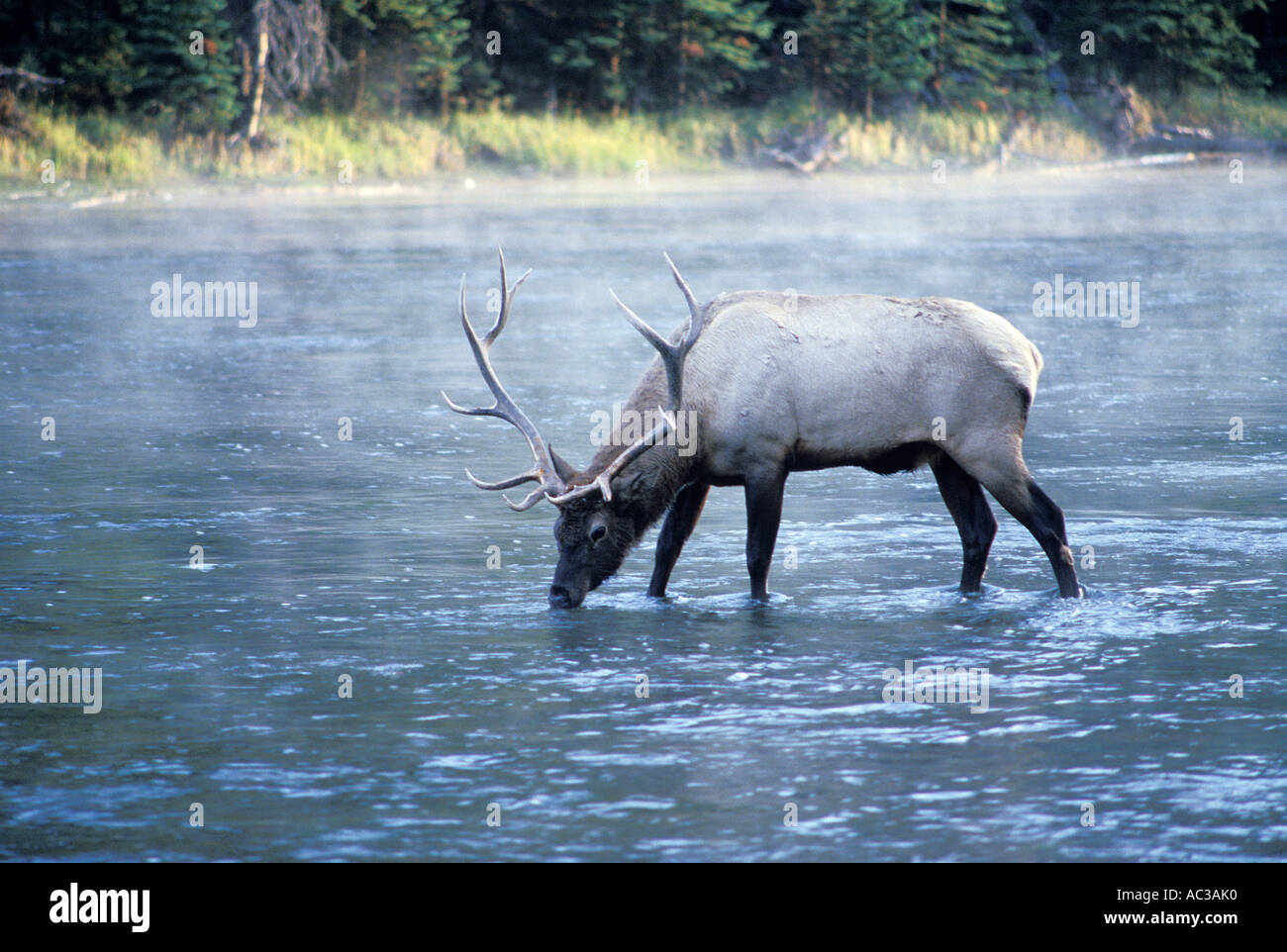 Animal drinking from river hi-res stock photography and images - Alamy