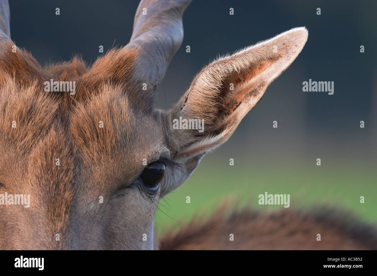 Female Elland Portrait Stock Photo - Alamy