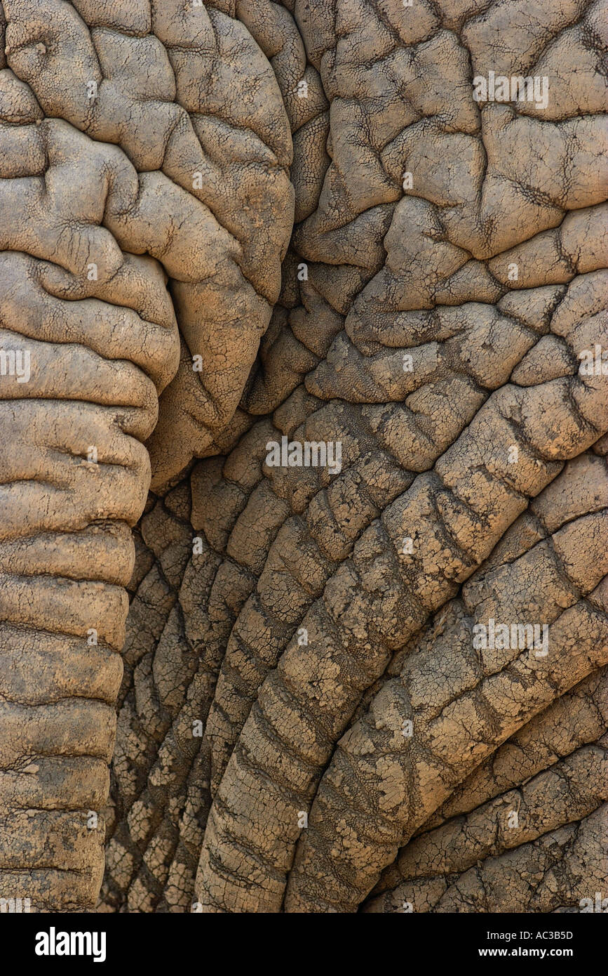 African elephant skin texture hi-res stock photography and images - Alamy