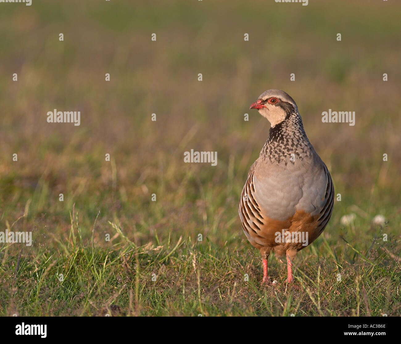 Red Legged Partridge Stock Photo - Alamy
