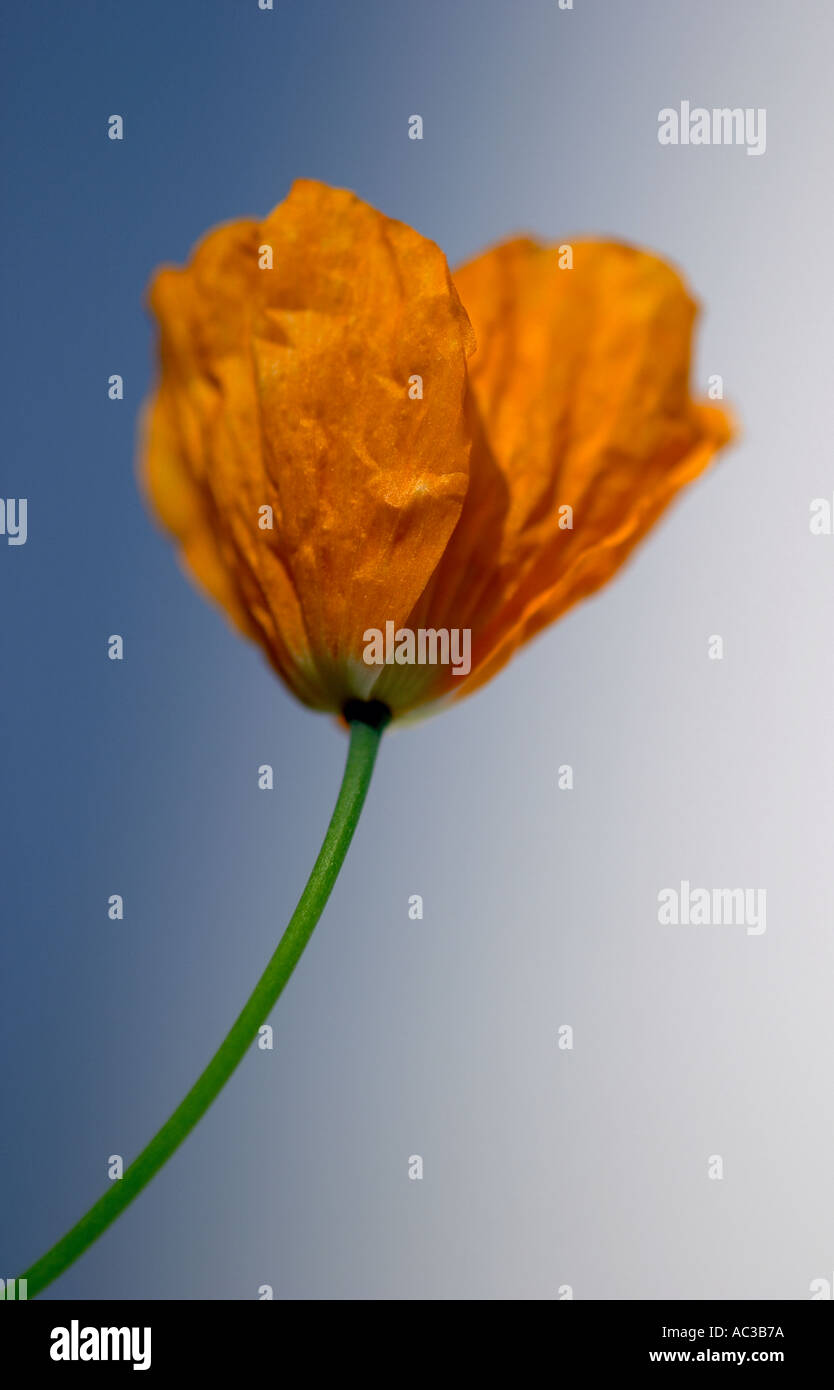Single flower blue poppy hi-res stock photography and images - Alamy