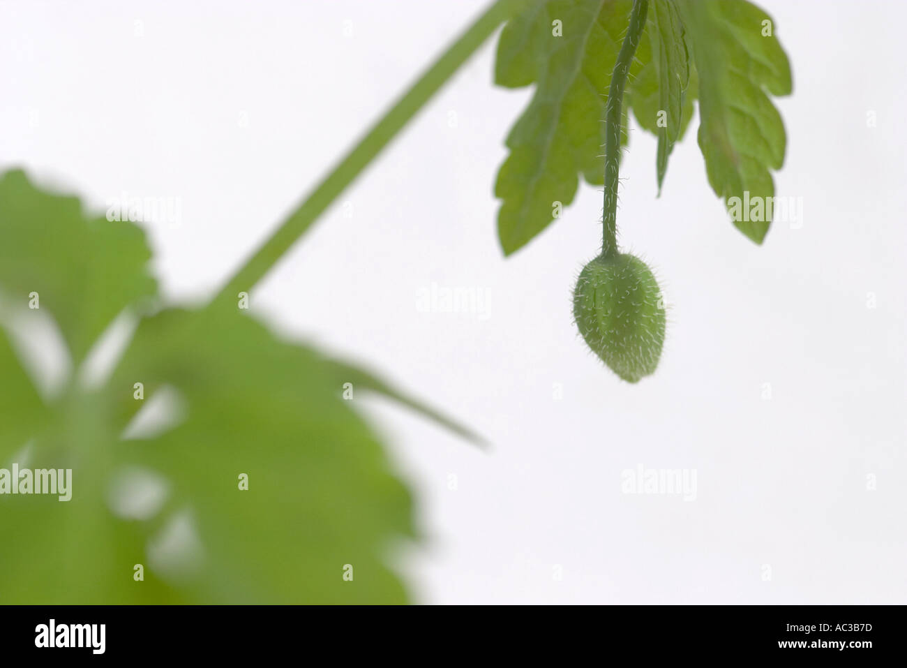 Welsh Poppy bud and leaves Stock Photo - Alamy