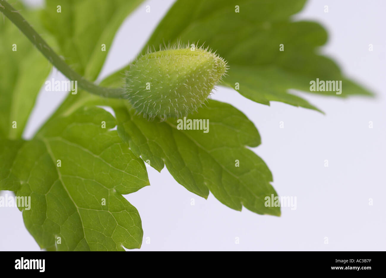 Welsh Poppy bud and leaves Stock Photo - Alamy