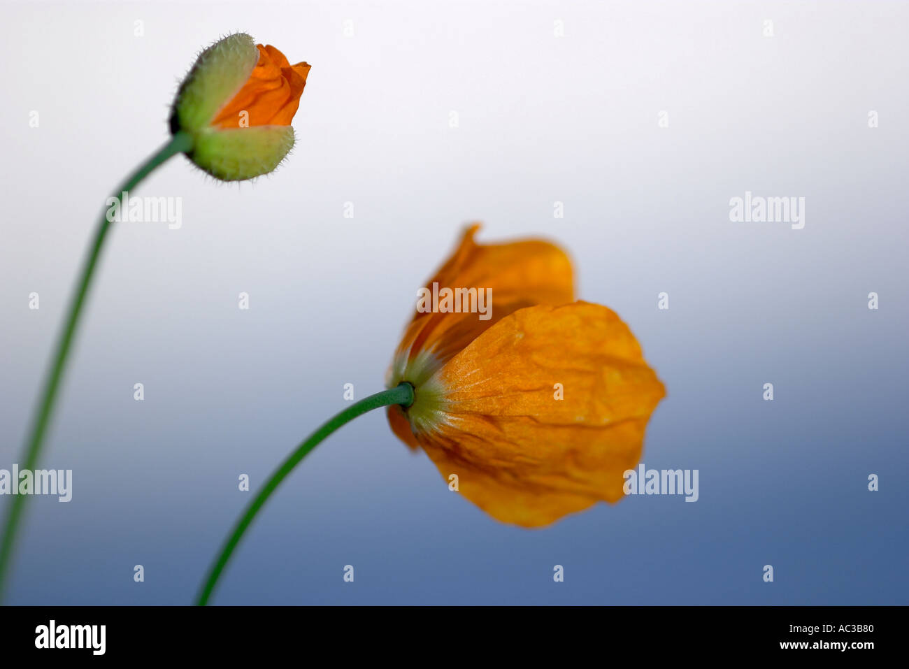 Two Welsh Poppy flowers on blue background Stock Photo - Alamy