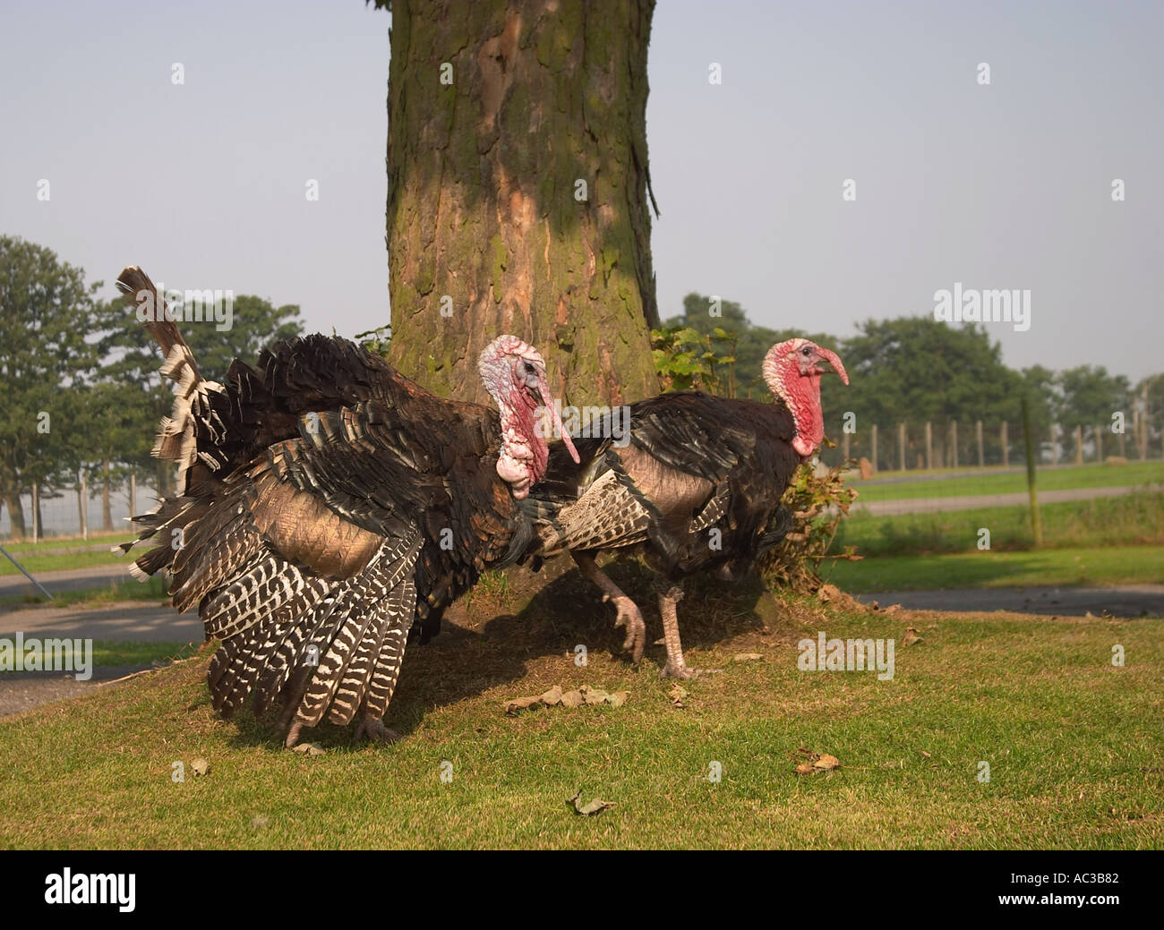 Male and female Turkey Stock Photo - Alamy