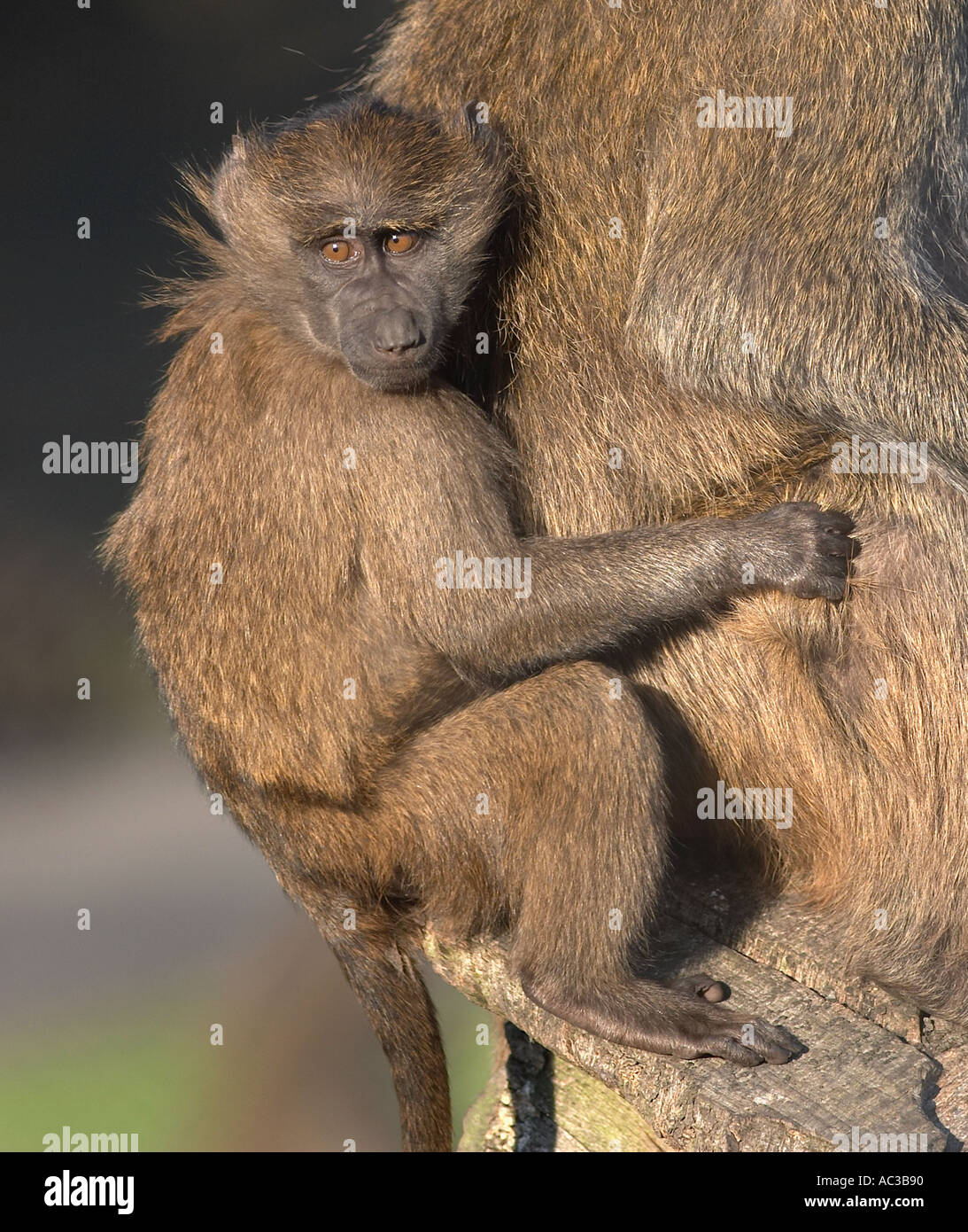 Baby baboon clinging hi-res stock photography and images - Alamy