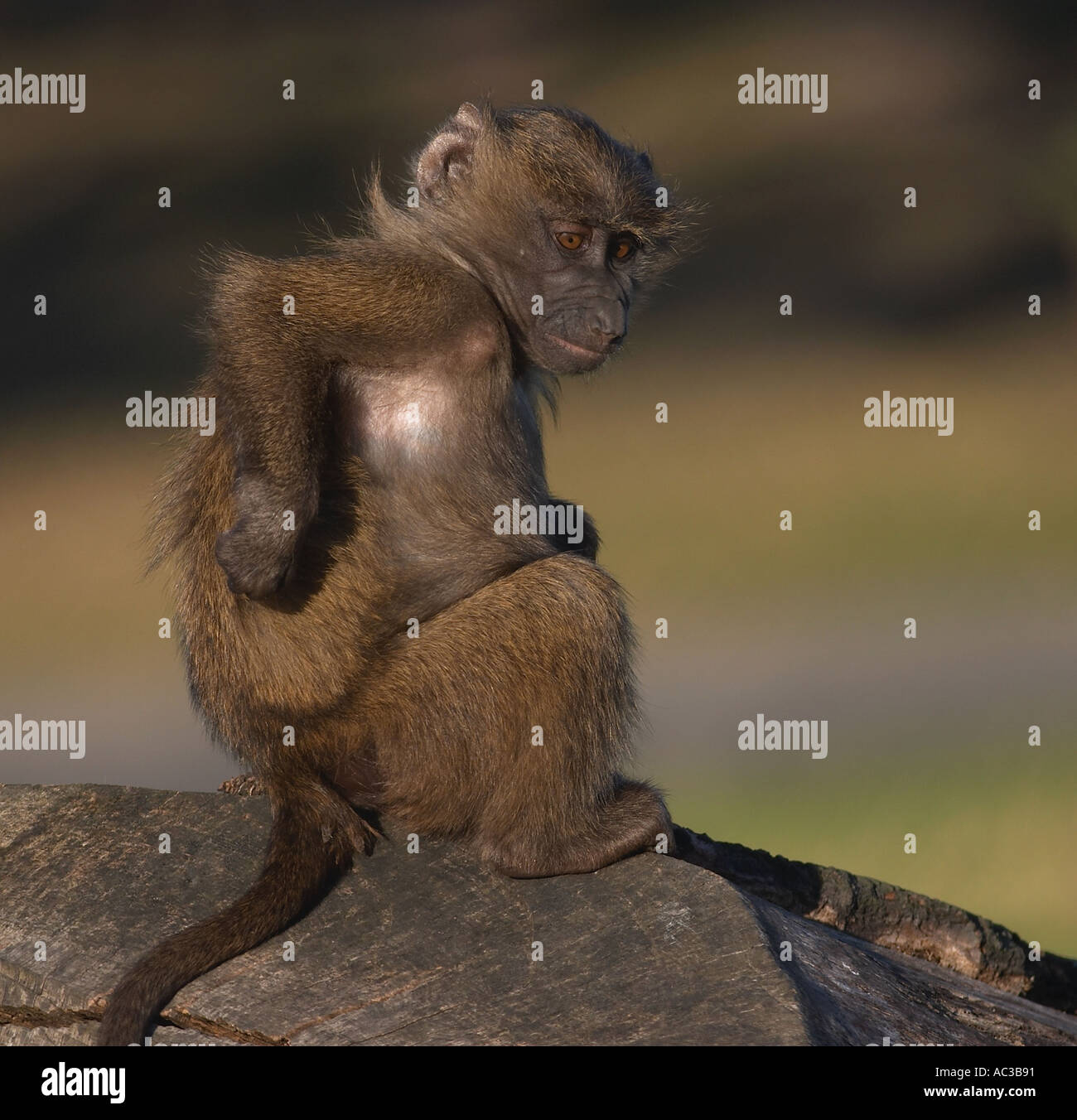 Scratching back monkey hi-res stock photography and images - Alamy