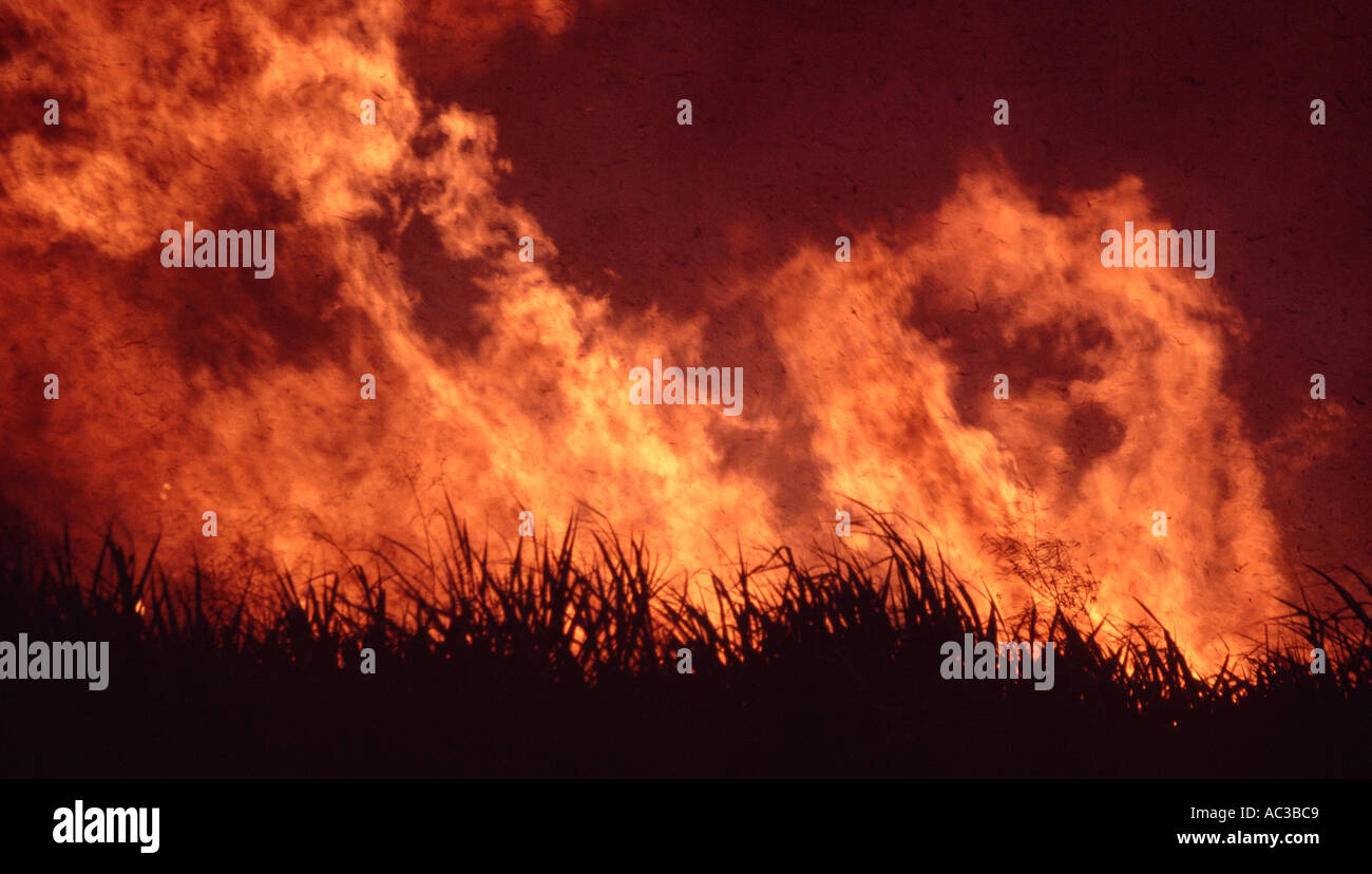 Burning off sugarbeet Stock Photo - Alamy