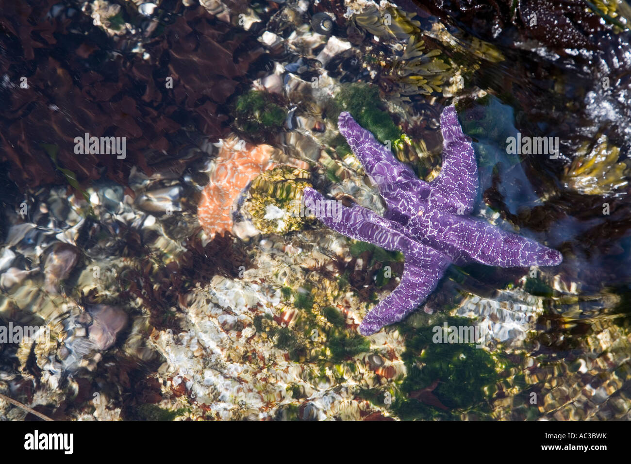 Purple or Ochre sea star starfish Pisaster ochraceus being covered by ...
